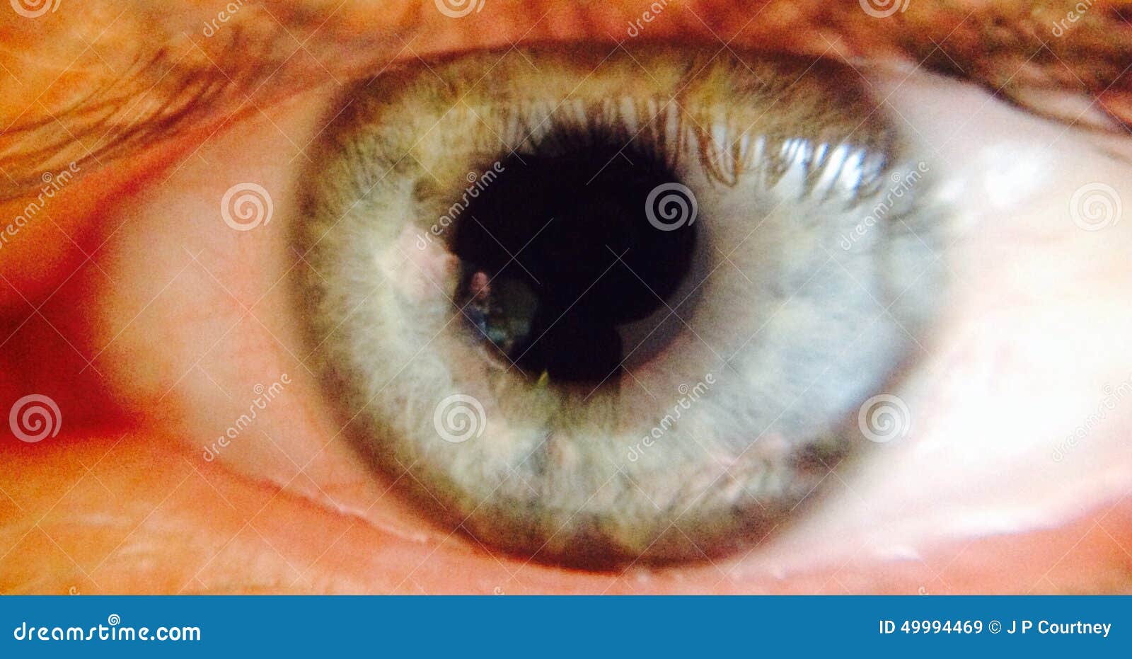 Nice eyeball close up stock image. Image of ball, eyeball - 49994469