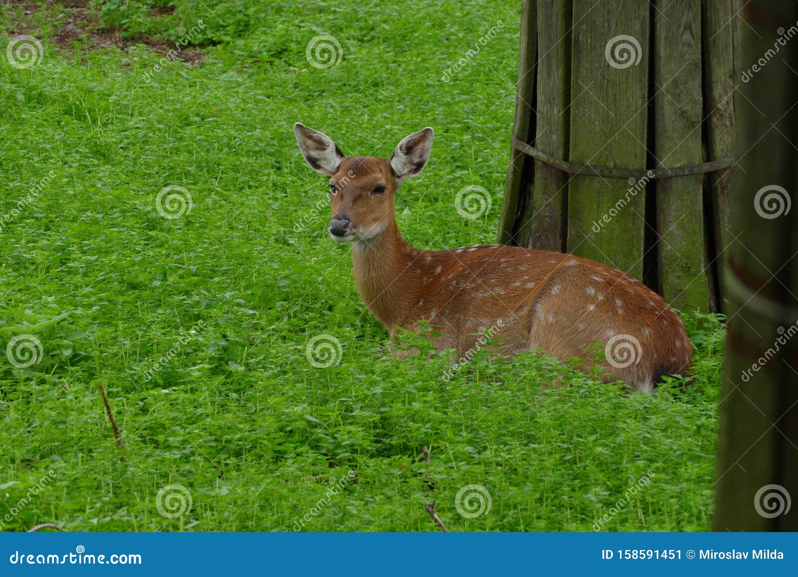 Fallow deer in high grass stock image. Image of mammal - 158591451