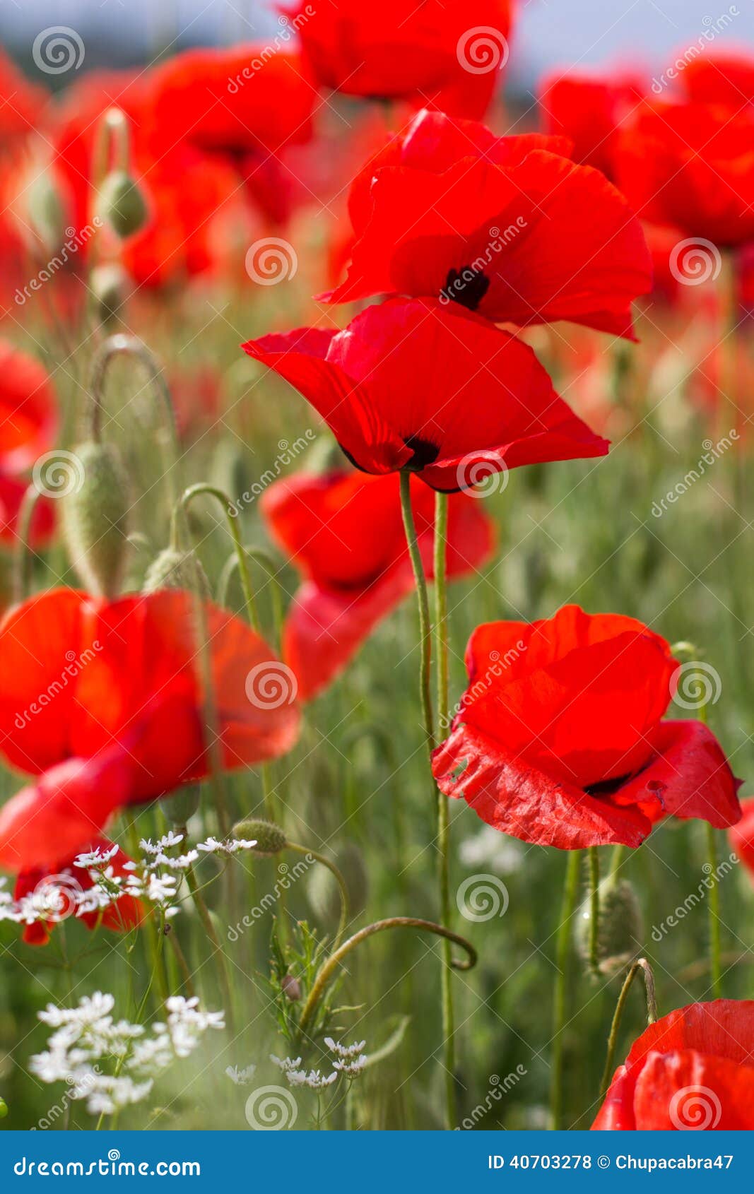 Nice Field of Red Poppy Flowers Stock Photo - Image of countryside ...