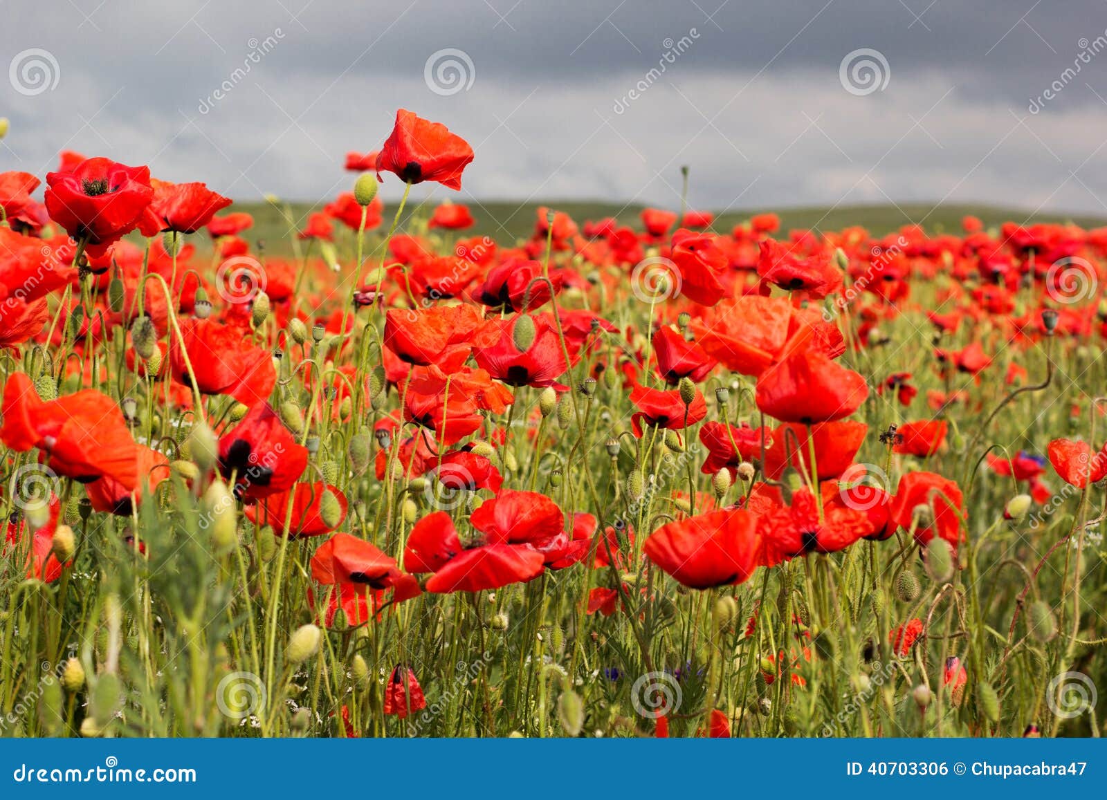 Nice Field of Red Poppy Flowers Stock Photo - Image of field, frame ...