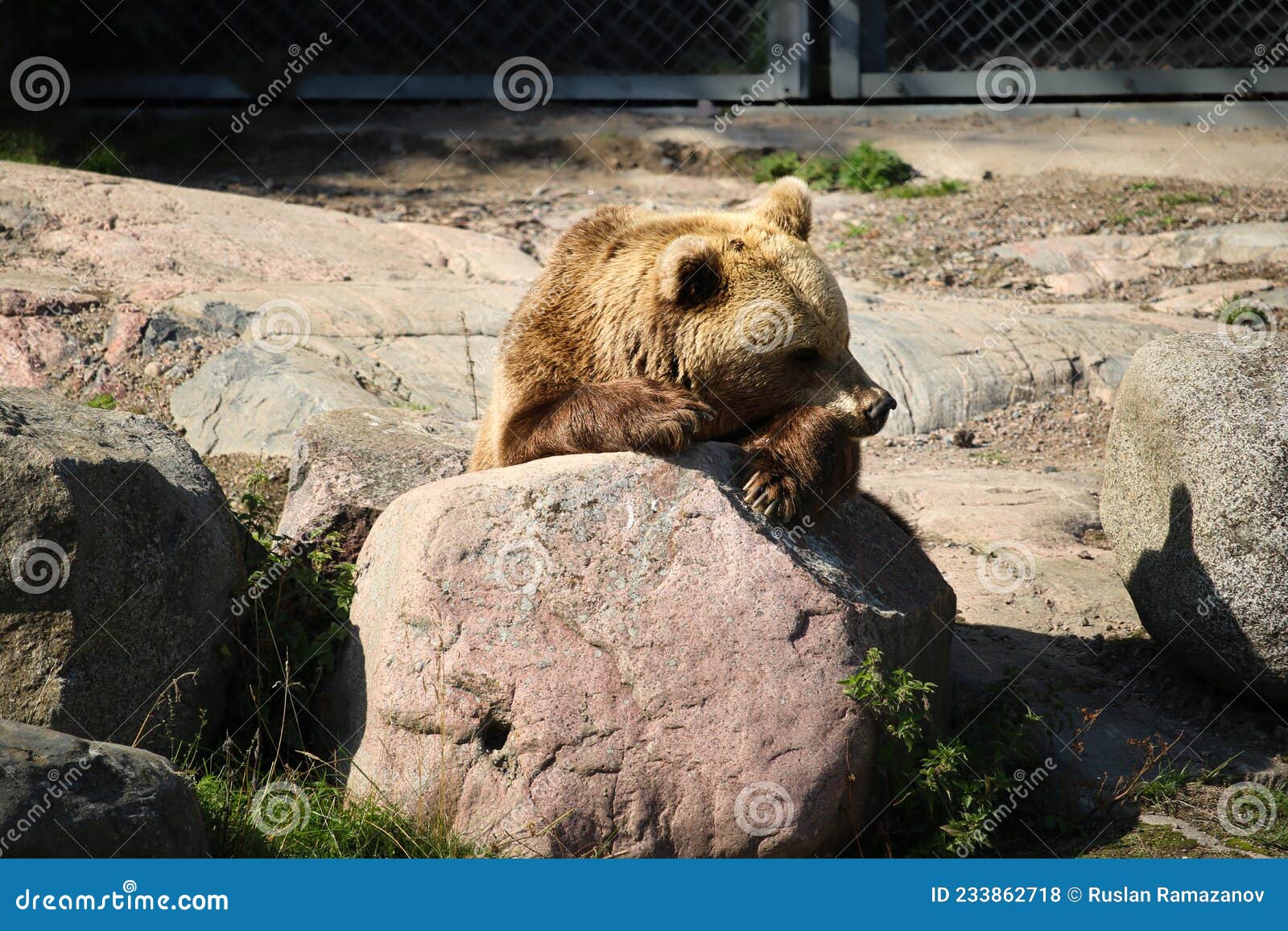 Nice Finland `Korkeasaari Zoo`. Stock Photo - Image of finland, friends ...