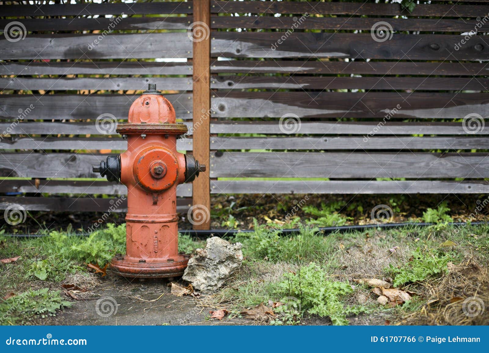 A Nice Fire Hydrant in the Rain Stock Photo - Image of hose, municipal ...