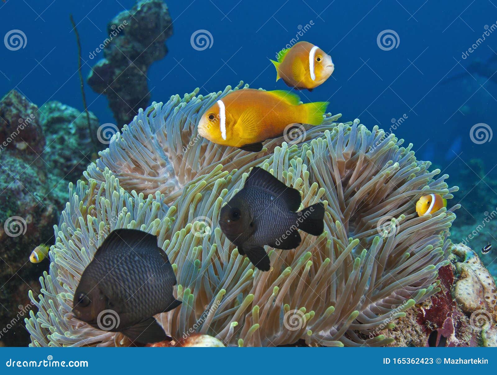 Nice Fish Posing on the Maldives. they Pose in Color Stock Image ...