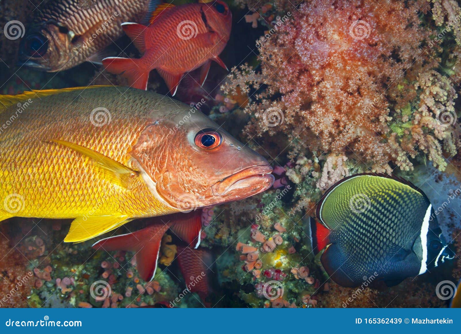 Nice Fish Posing on the Maldives. they Pose in Color Stock Image ...