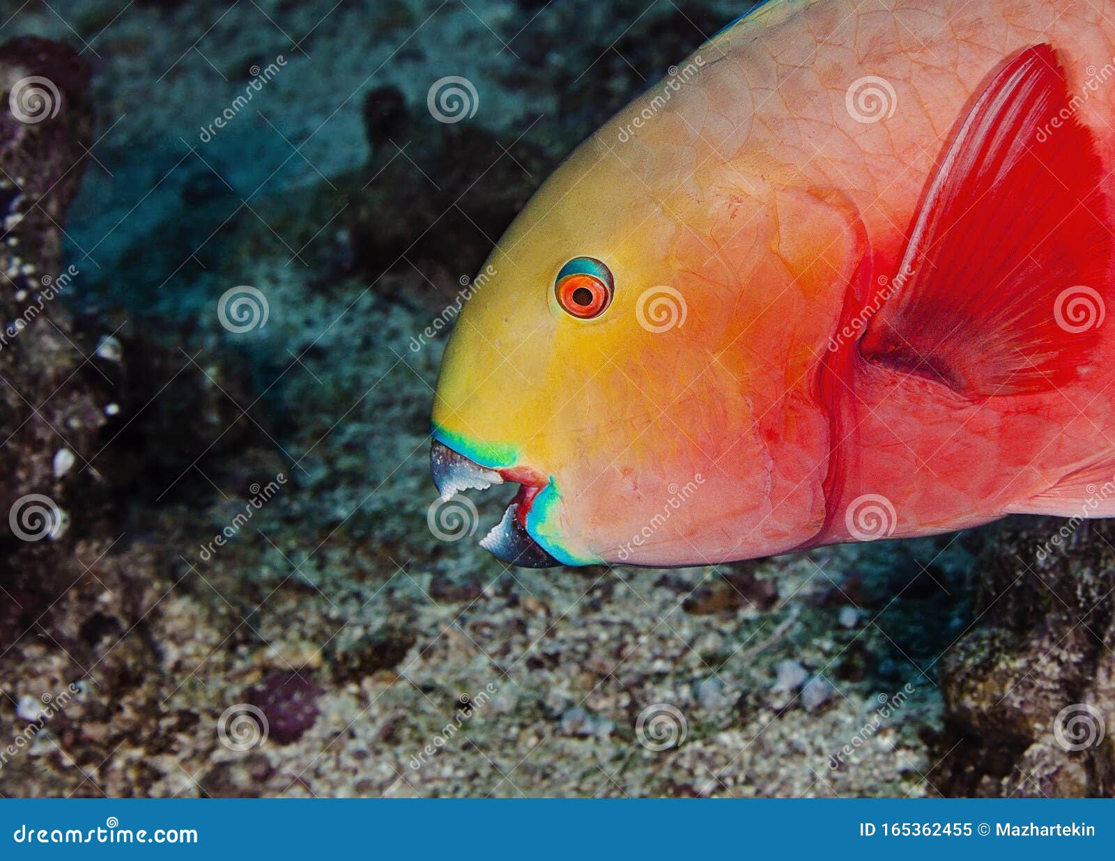 Nice Fish Posing on the Maldives. they Pose in Color Stock Image ...