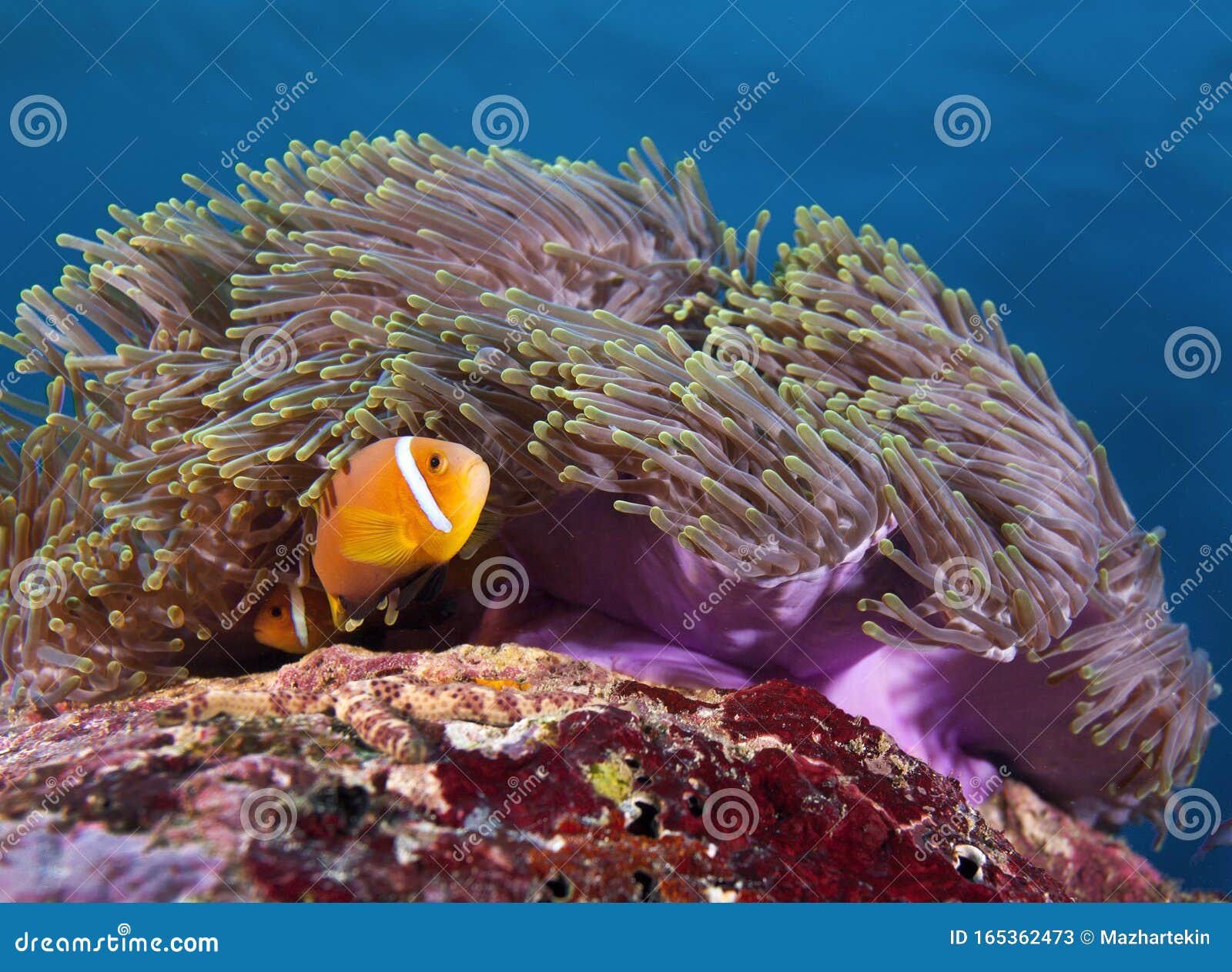 Nice Fish Posing On The Maldives. They Pose In Color. Stock Image ...