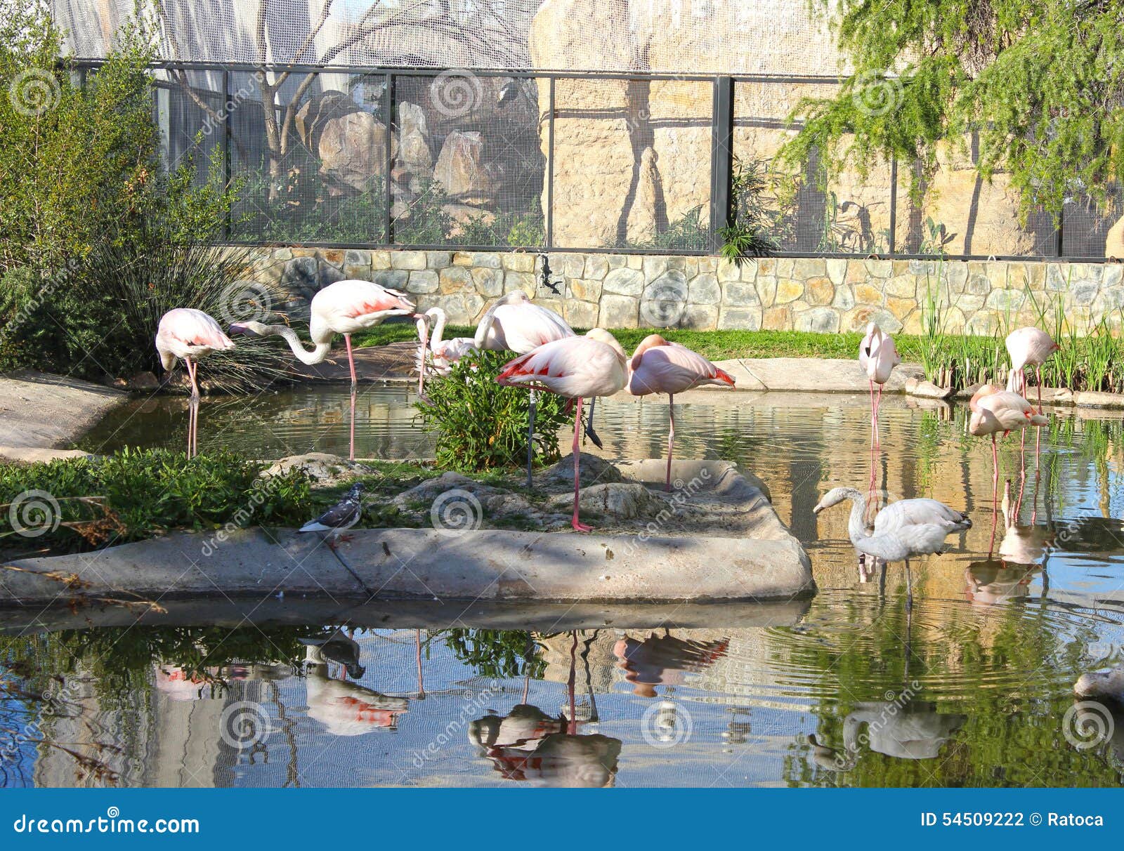 Nice flamingos scene stock photo. Image of nice, bird - 54509222