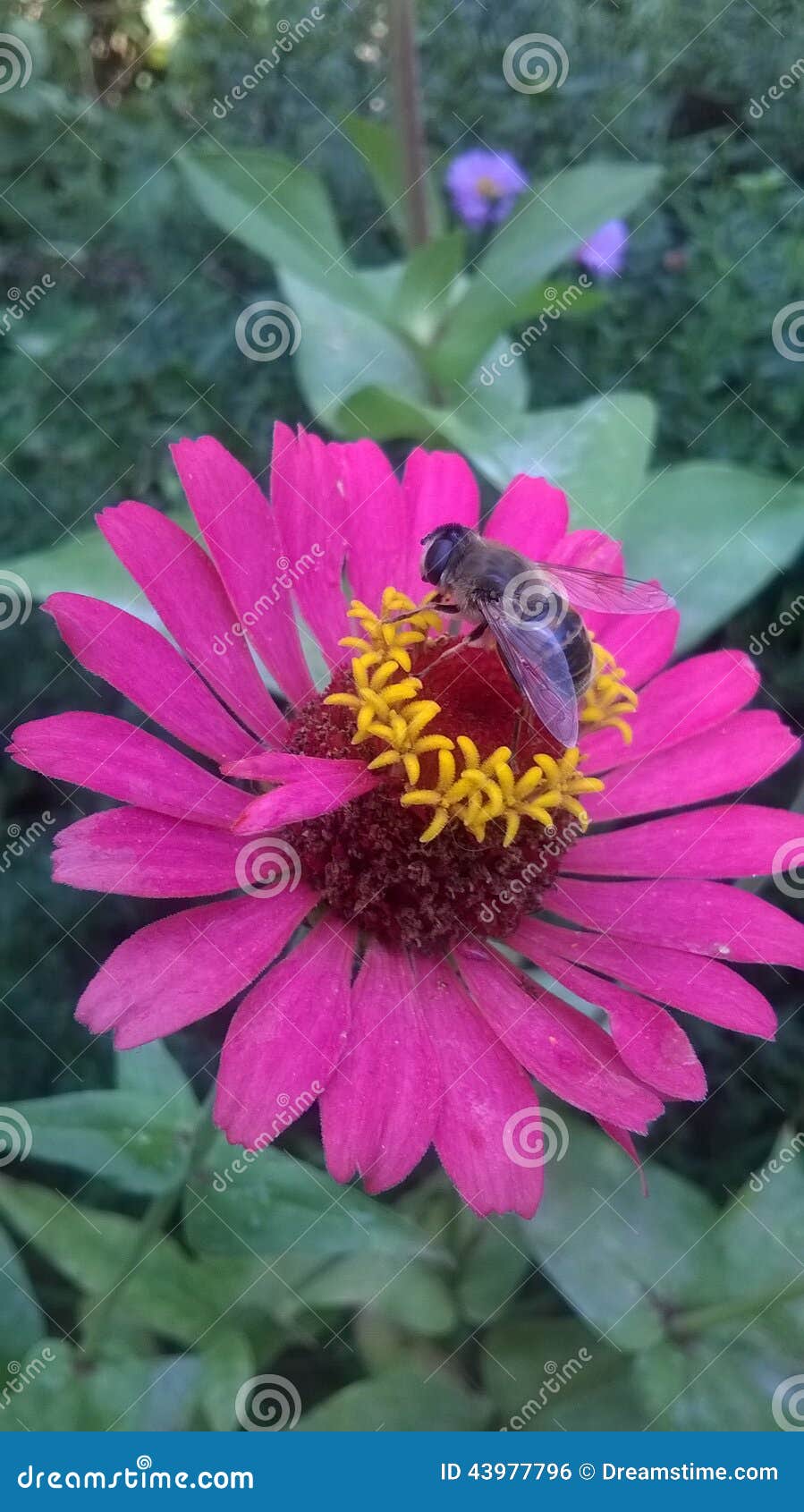 Nice flower stock photo. Image of abstract, distort, salt - 43977796