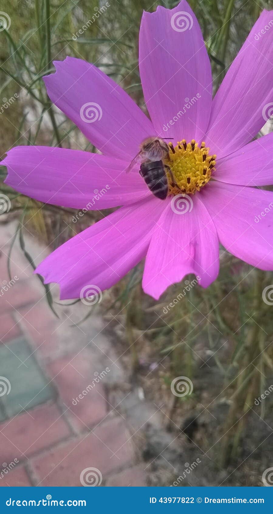 Nice flower stock photo. Image of dogs, slanic, romania - 43977822