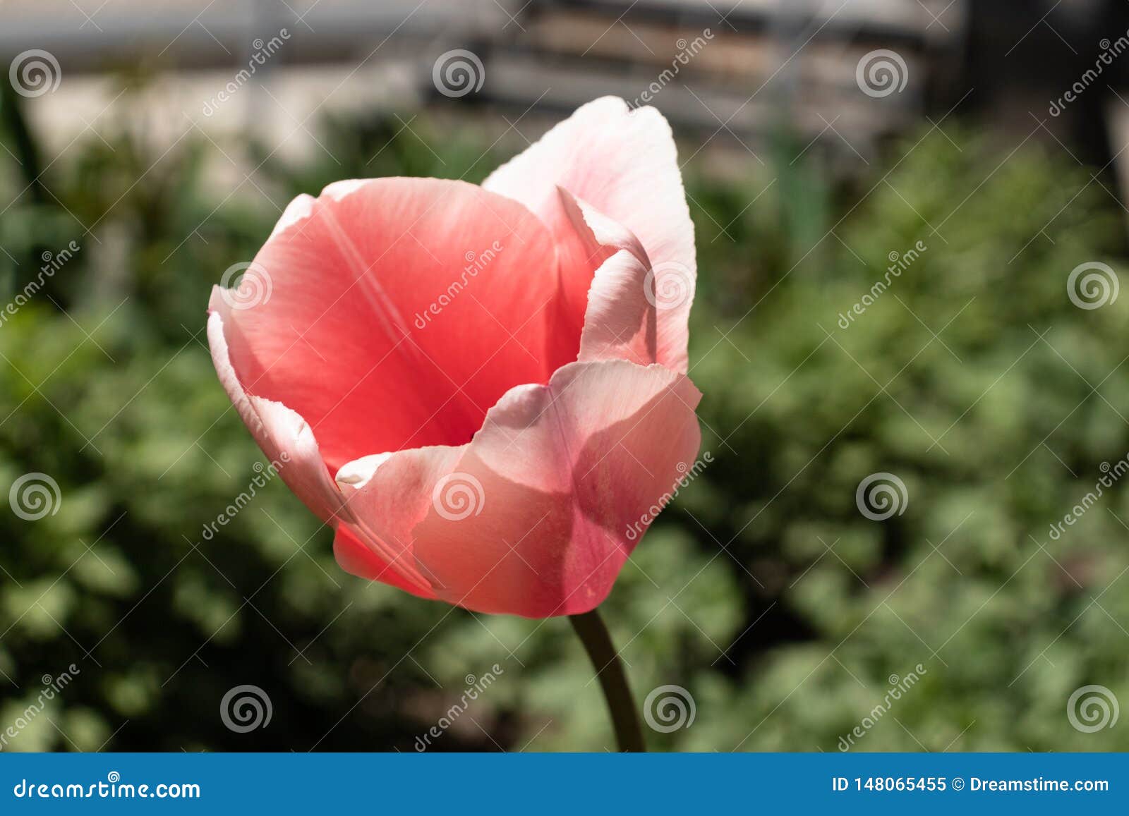Flower on Diffuse Background Stock Image - Image of perfect ...