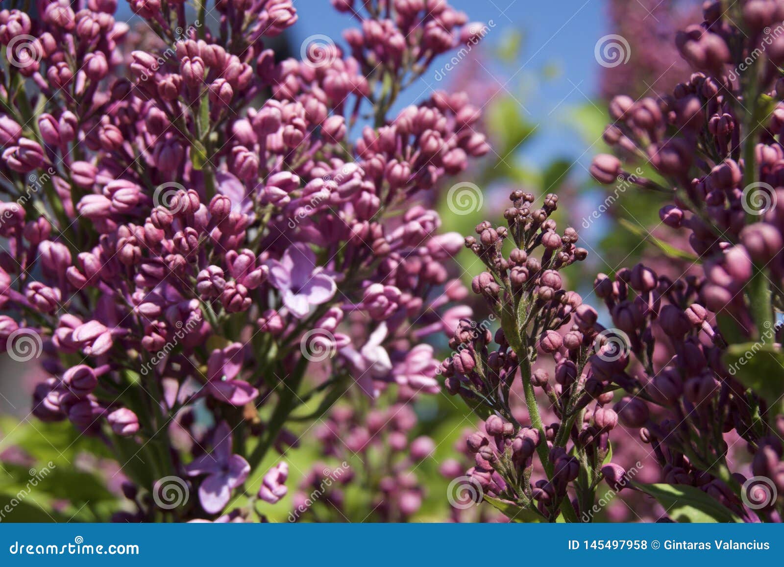 Nice flowers stock photo. Image of flower, flowers, garden - 145497958