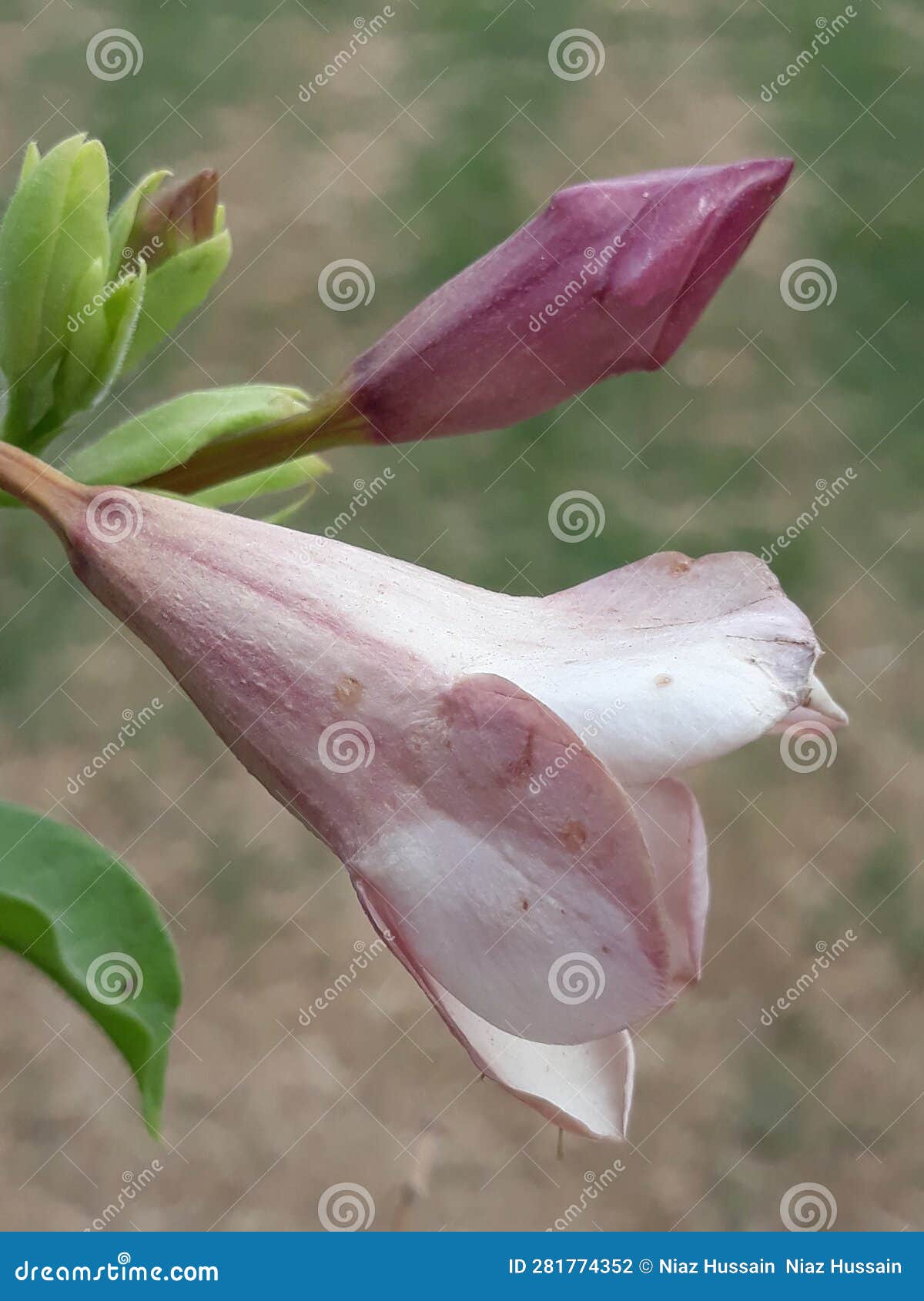 A Nice Flower and Flower Head Picture in Plant Stock Photo - Image of ...