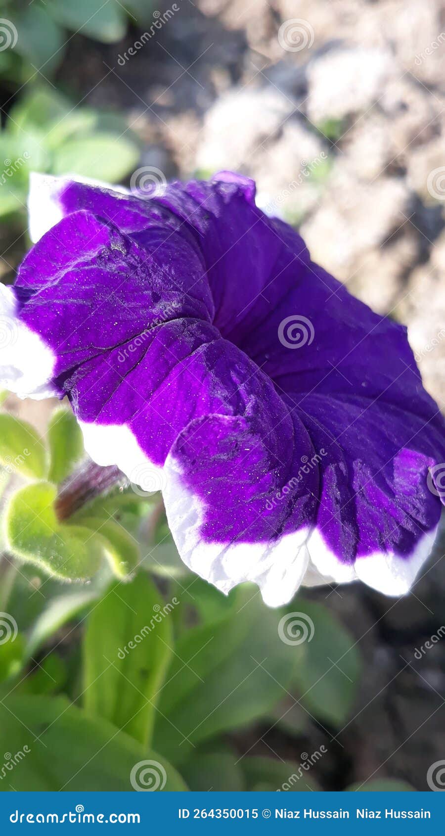 A Nice Flower Picture in Plant Stock Image - Image of blue, plant ...