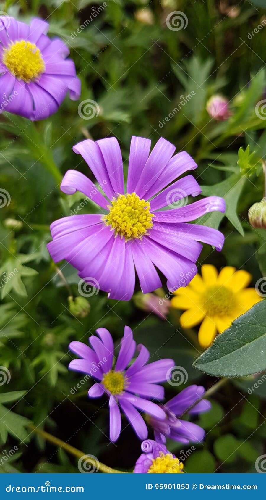 Nice flower stock photo. Image of pretty, purple, nice - 95901050