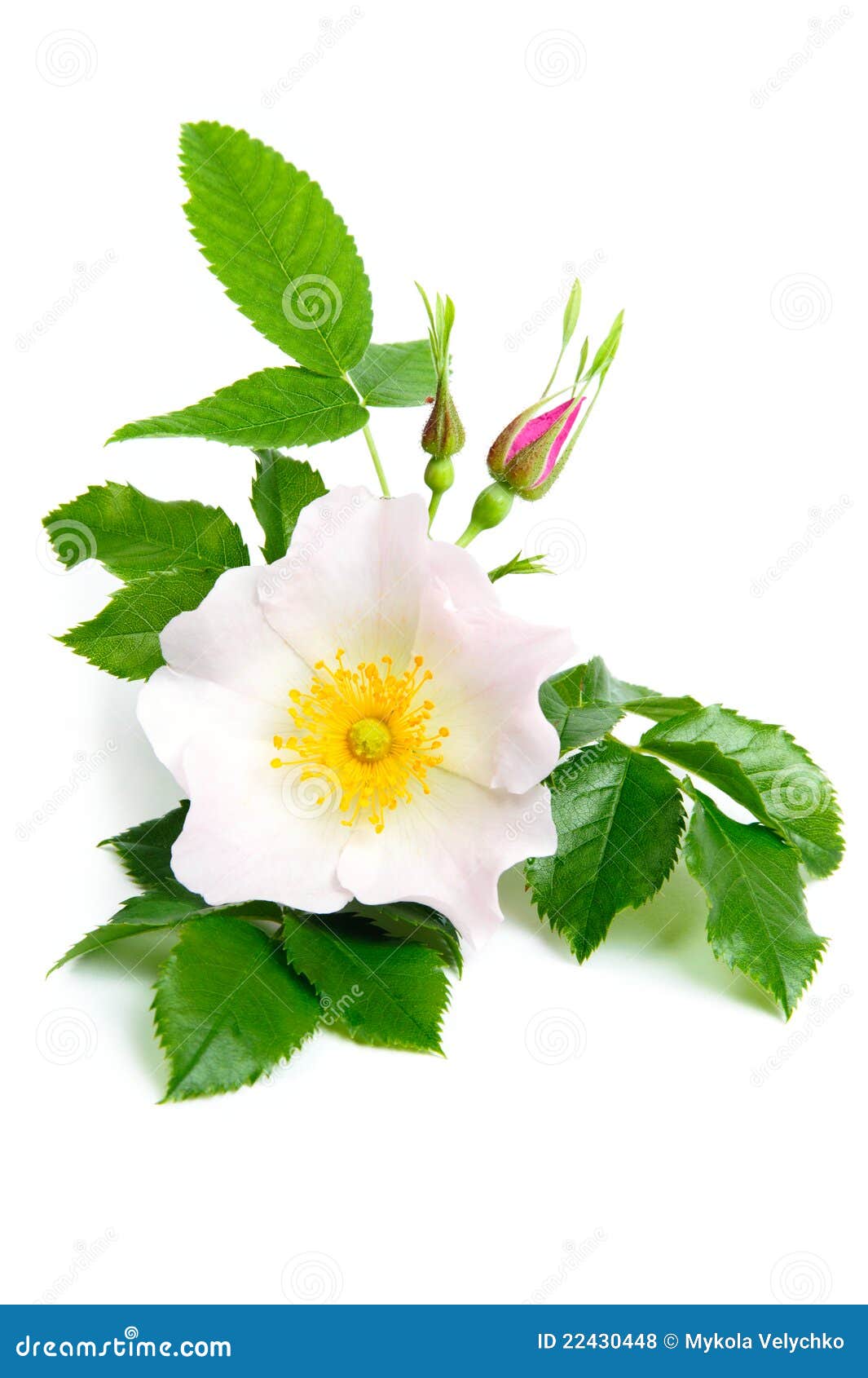 Nice flowers stock photo. Image of rose, vibrant, floral - 22430448