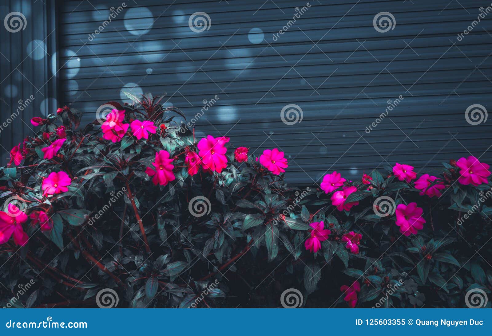 Nice Flowers in Da Lat, Background Stock Image - Image of head, life ...