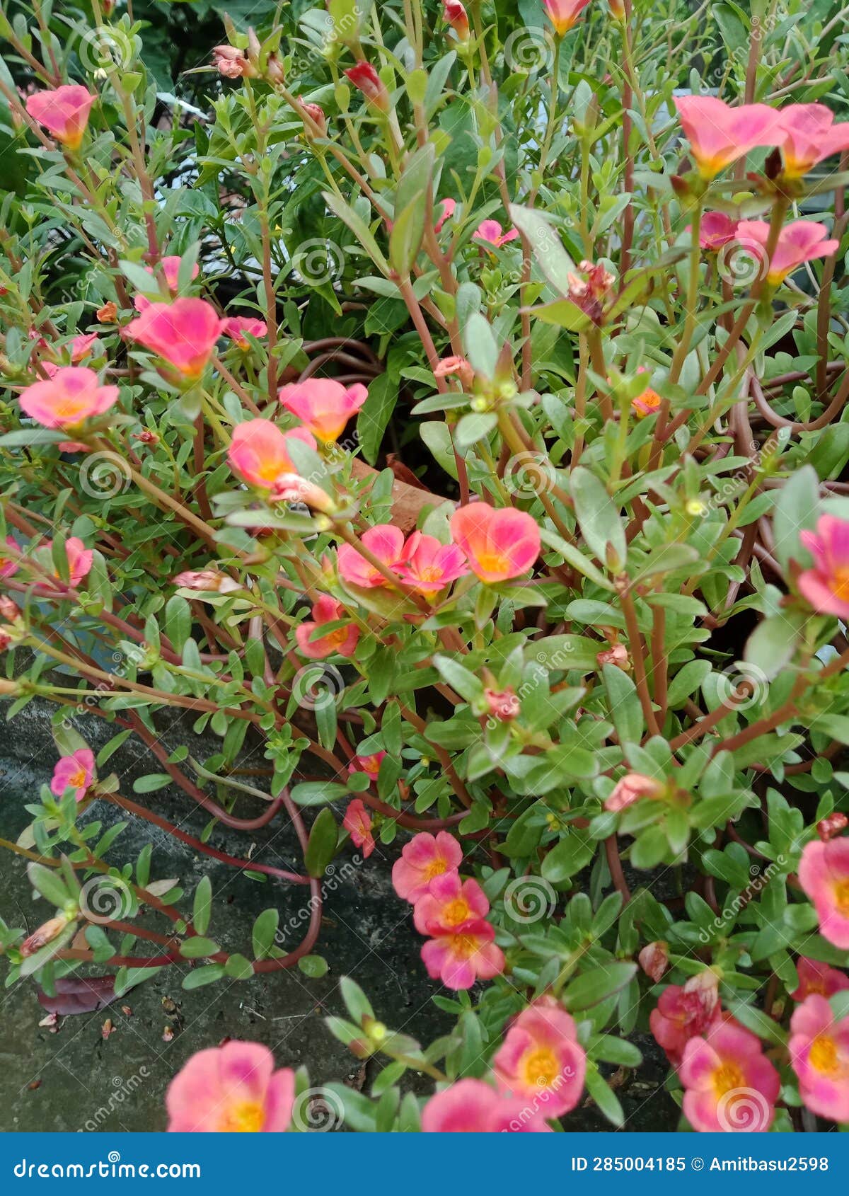 Nice flowers image. stock image. Image of nice, garden - 285004185