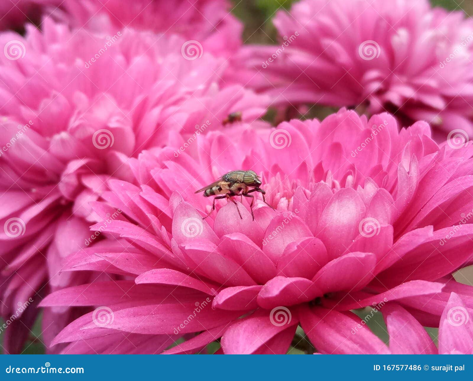 Nice flowers with insects stock photo. Image of flowers - 167577486