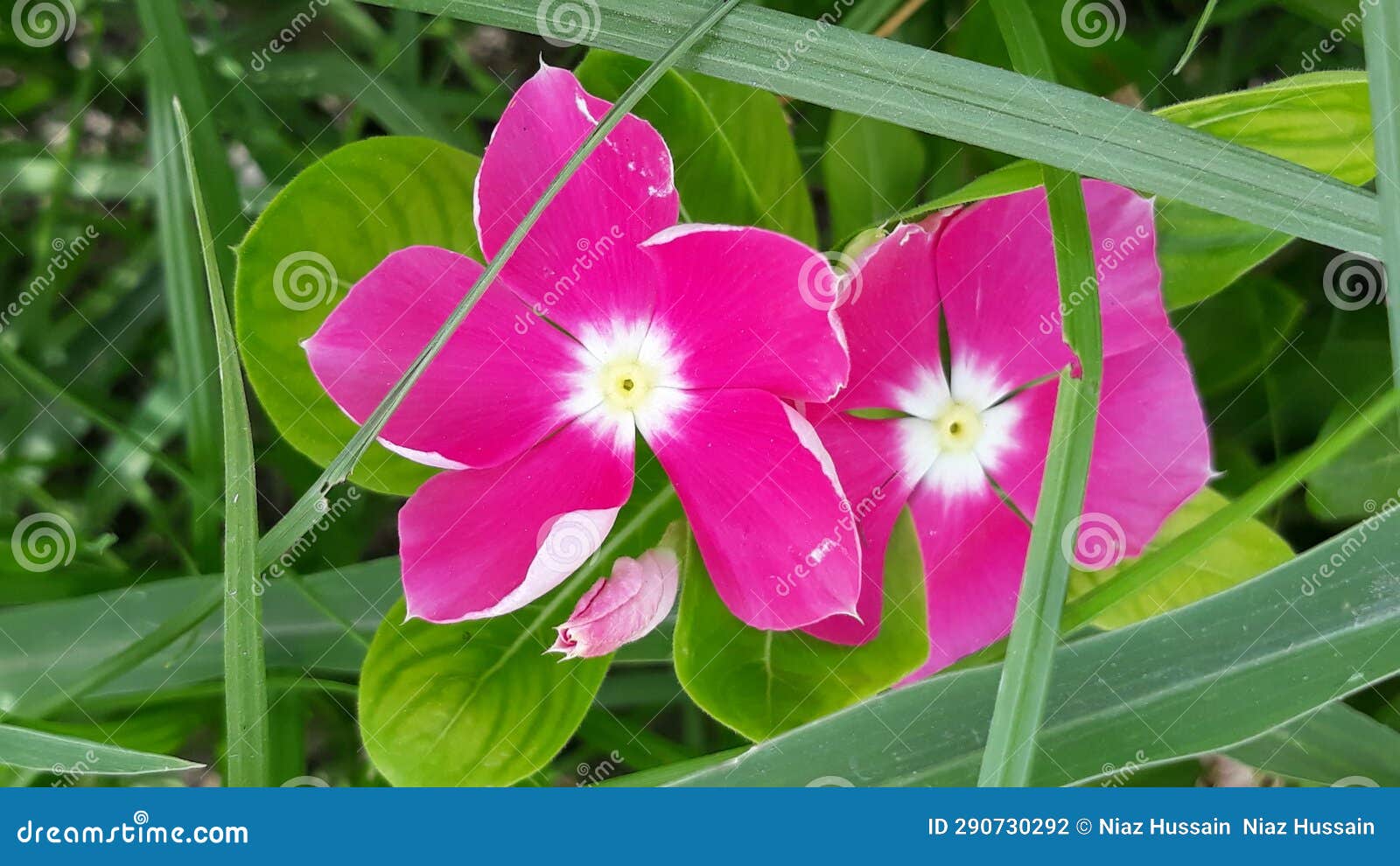 A Nice Flowers Picture in Plant Stock Photo - Image of tulip, nice ...