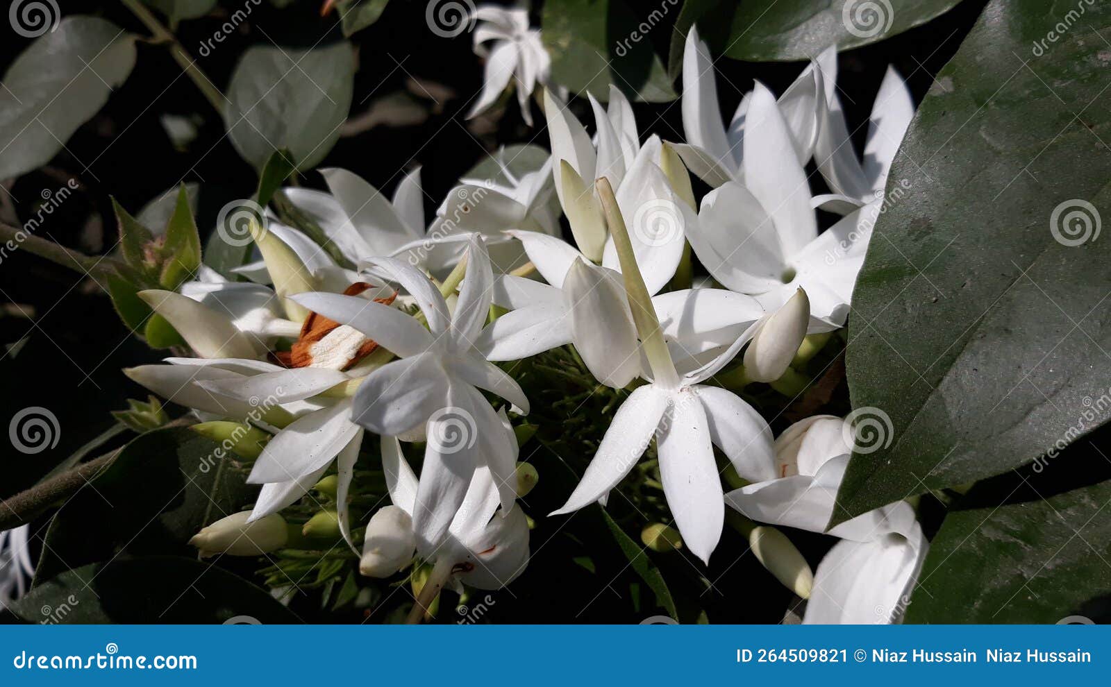 A Nice Flowers Picture in Plant Stock Image - Image of petal, produce ...