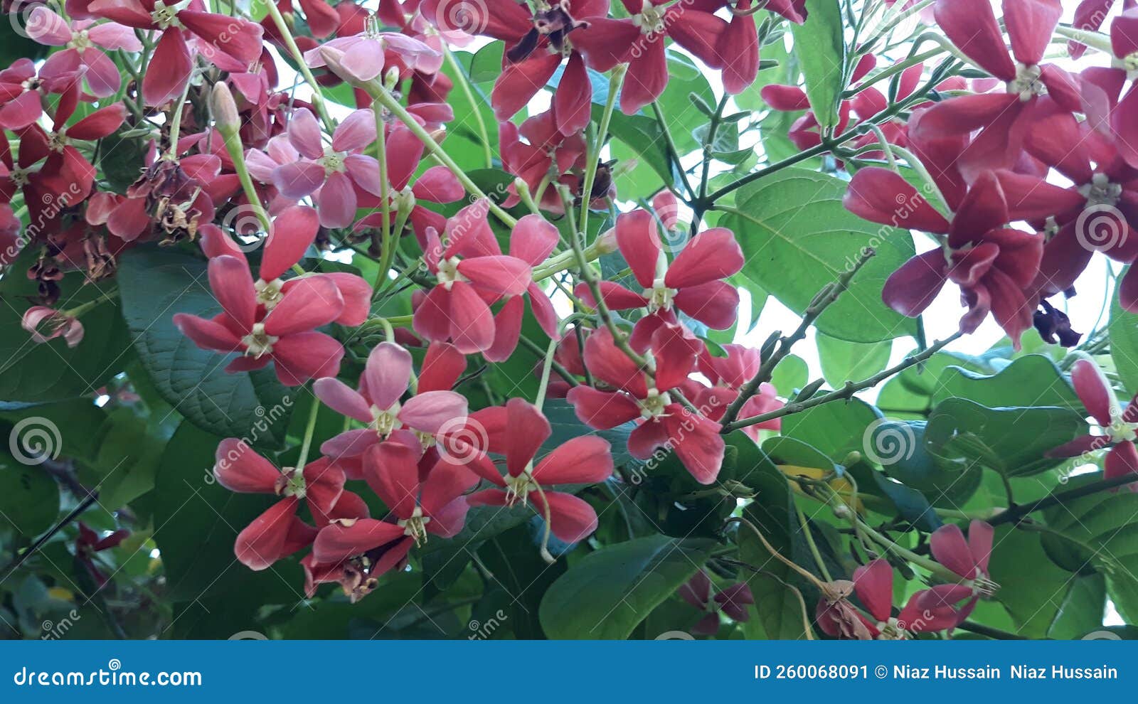 The Nice Flowers Picture in Plant Stock Image - Image of petal, branch ...