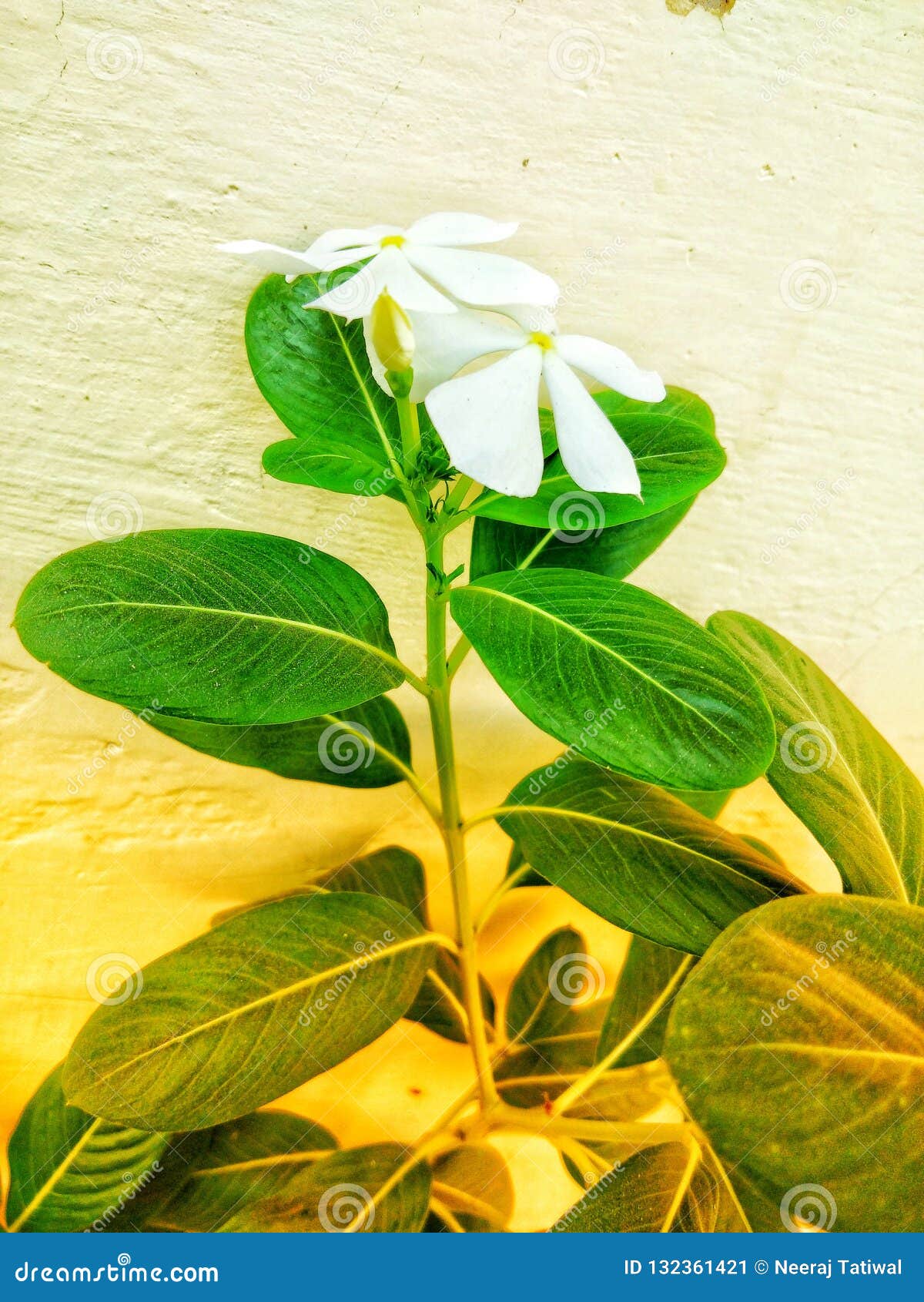 Nice flowers stock image. Image of flowers, beautiful - 132361421