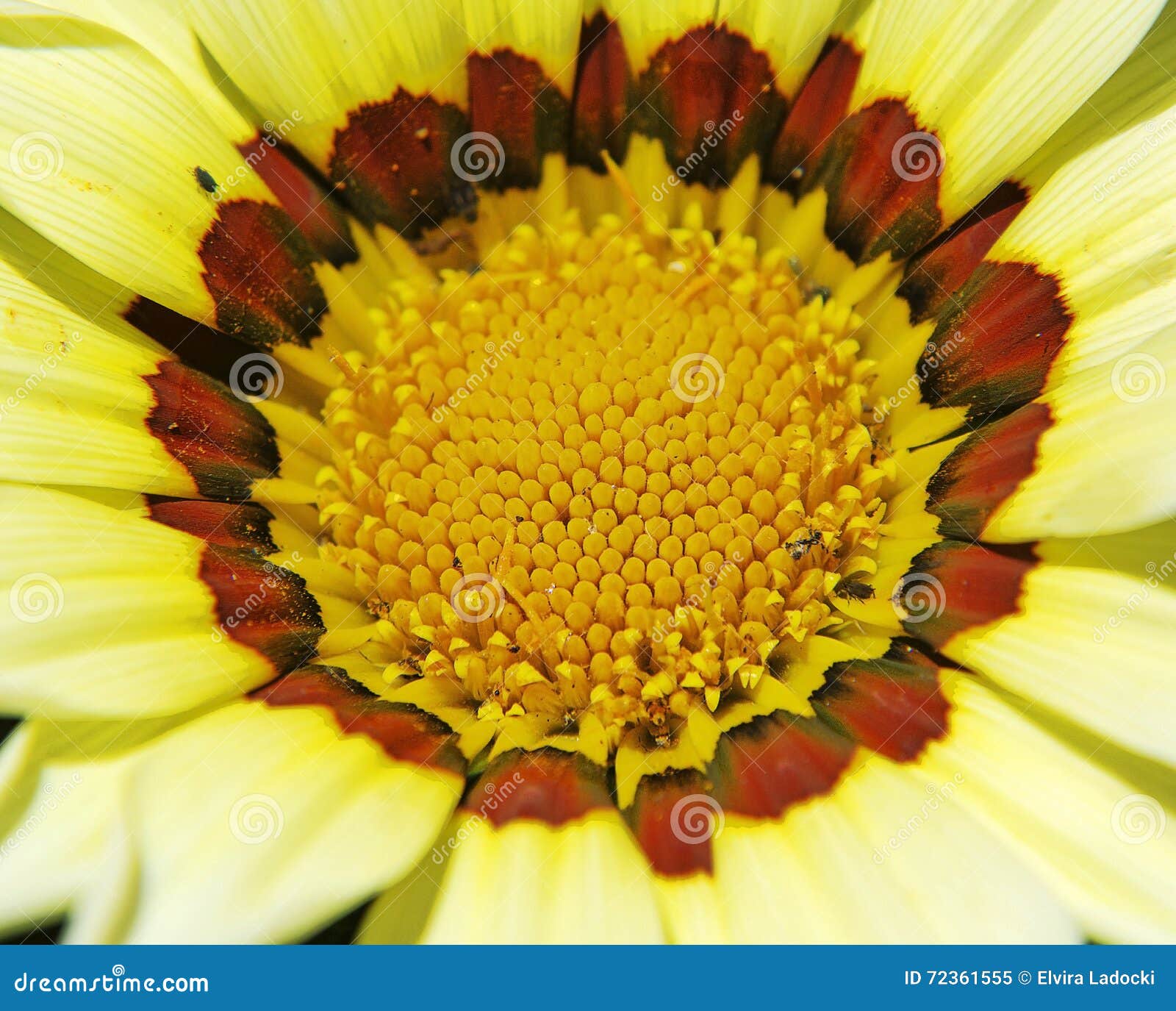 Nice flowers stock image. Image of glass, pink, close - 72361555