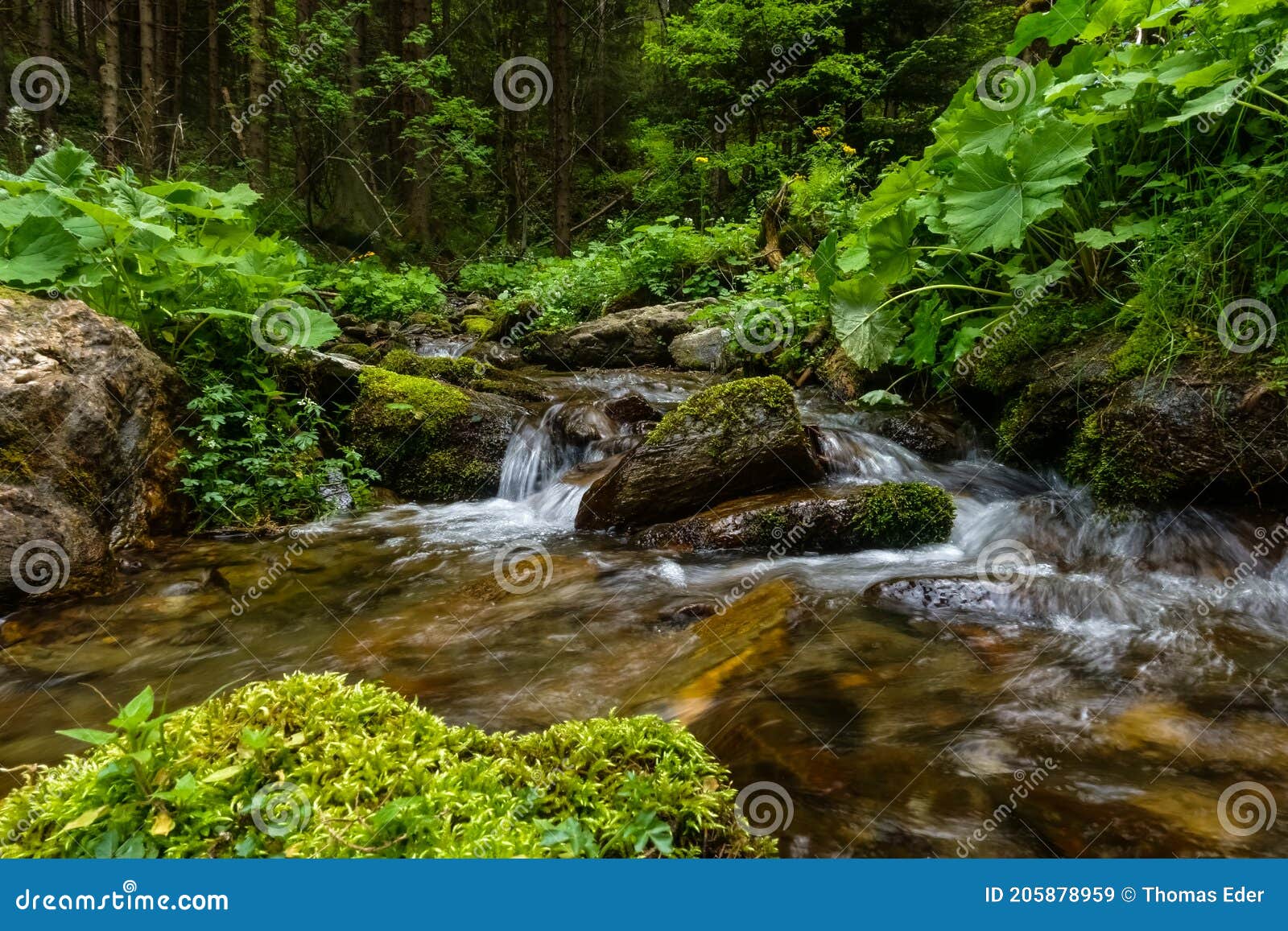 Nice Flowing Brook with Rocks in a Green Forest Stock Image - Image of ...
