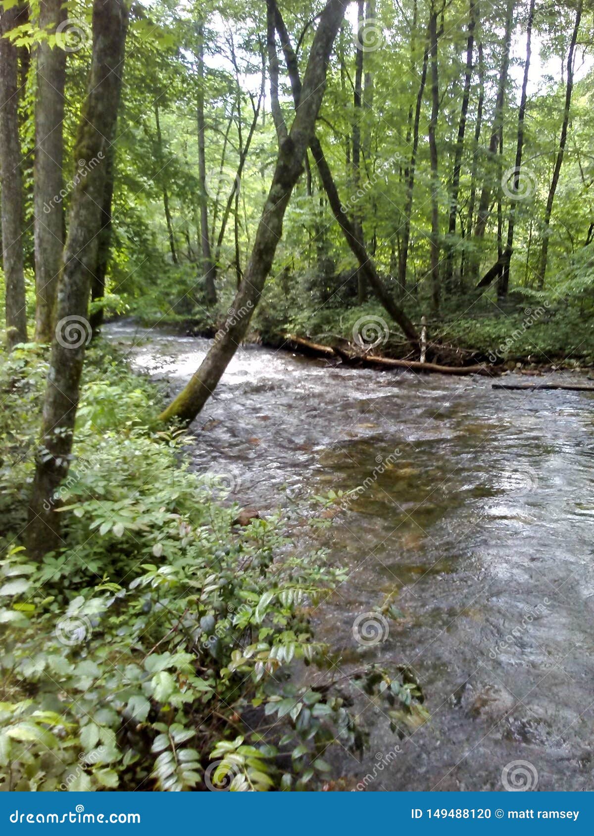 Nice flowing creek stock photo. Image of creek, flowing - 149488120