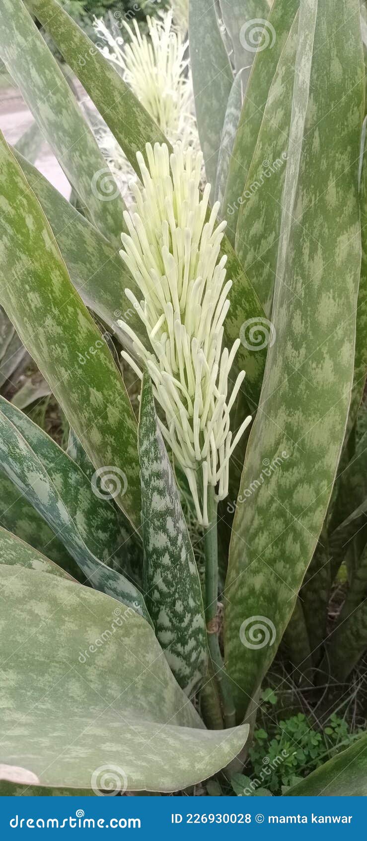 Nice flowwe plant stock photo. Image of soil, leaf, nice - 226930028