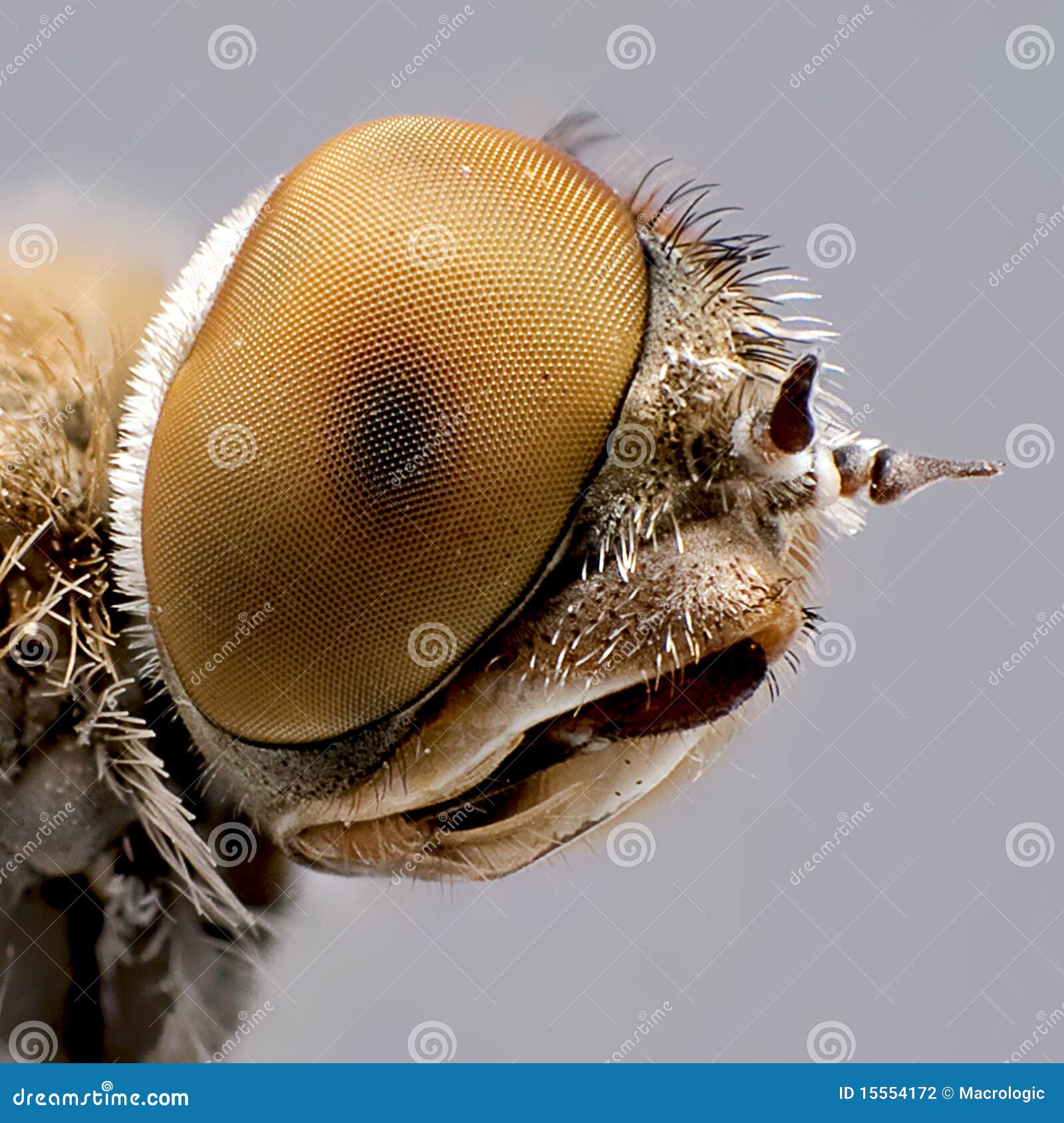 Nice fly portrait stock photo. Image of butterflies, flower - 15554172