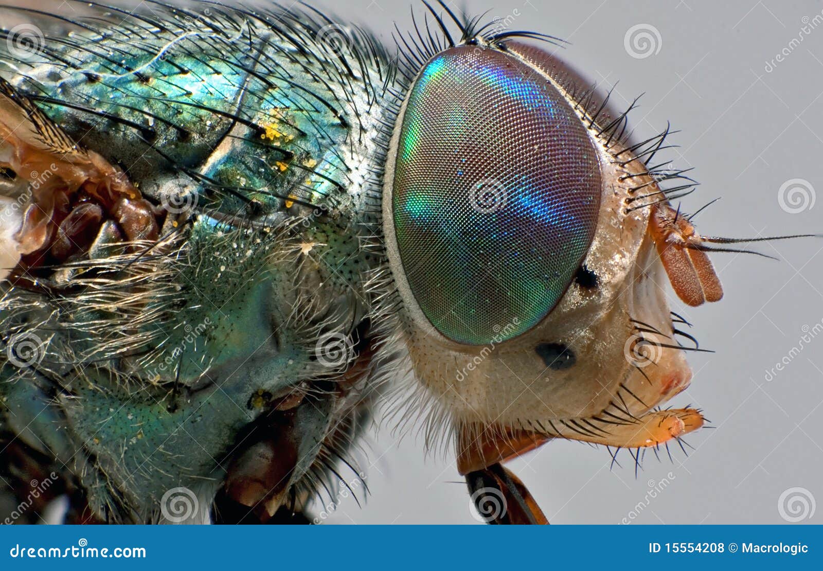 Nice fly portrait stock photo. Image of flower, butterflies - 15554208
