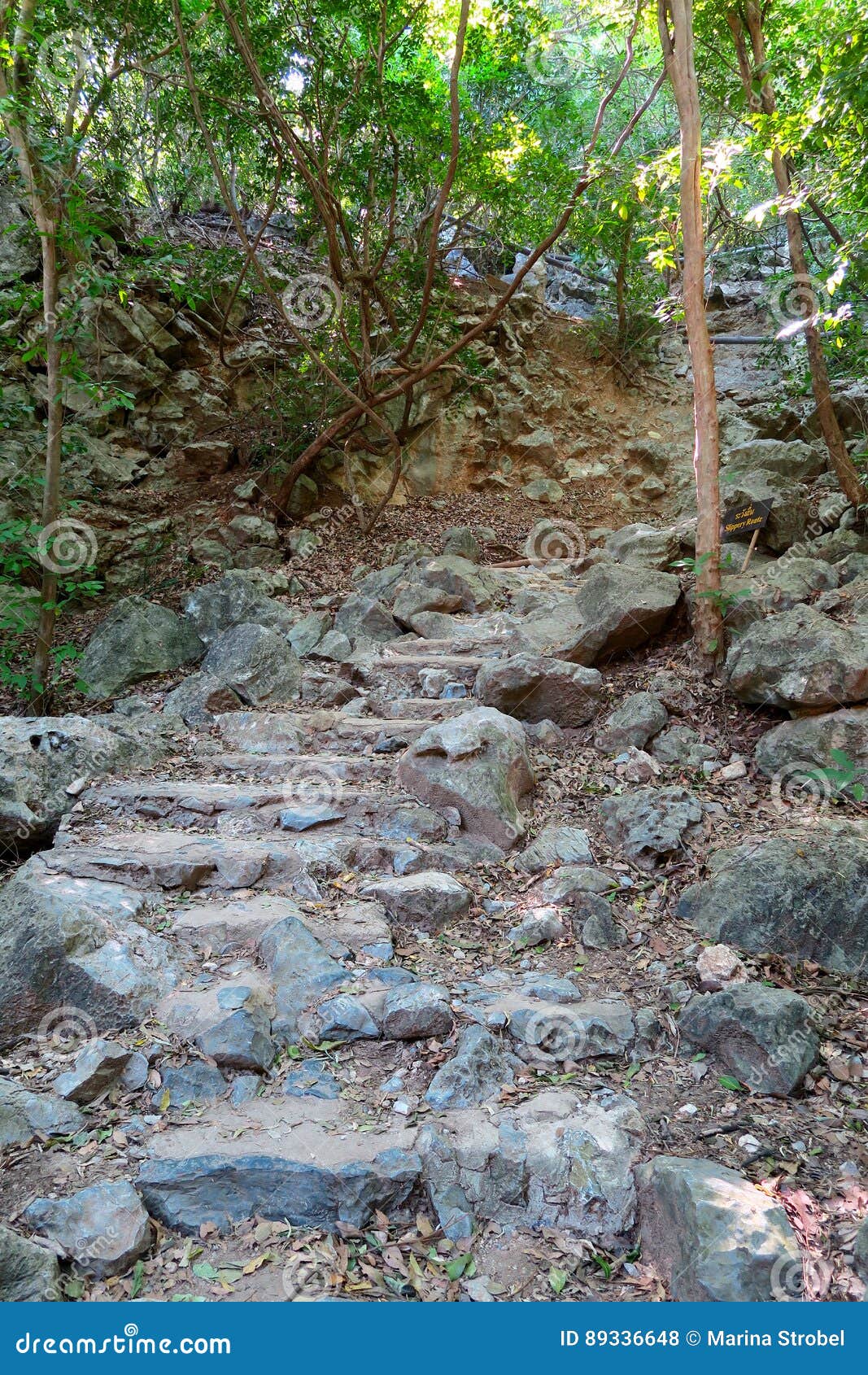 Nice Footpath through the Jungle in Thailand Stock Photo - Image of ...