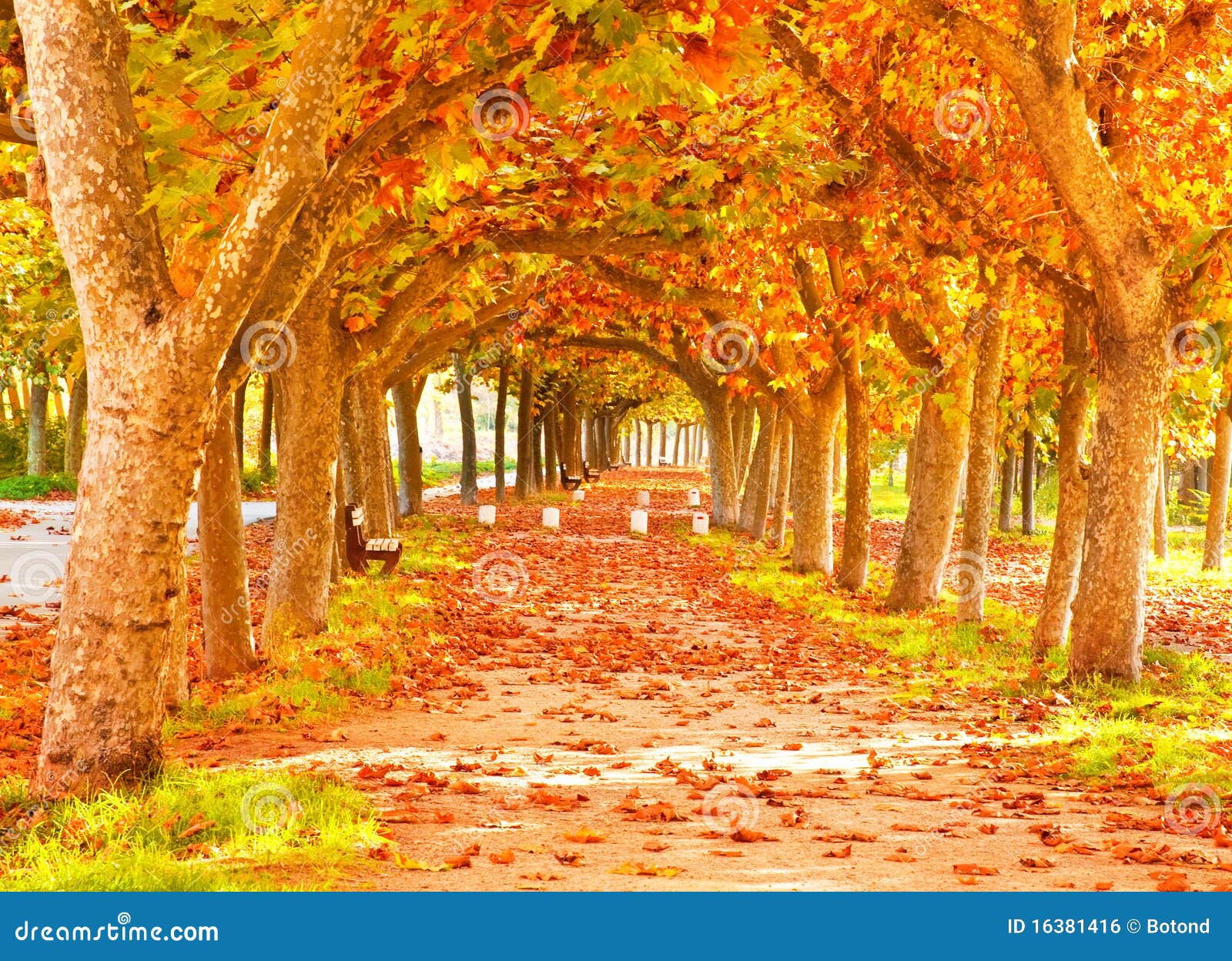 Nice forest in autumn stock photo. Image of road, background - 16381416