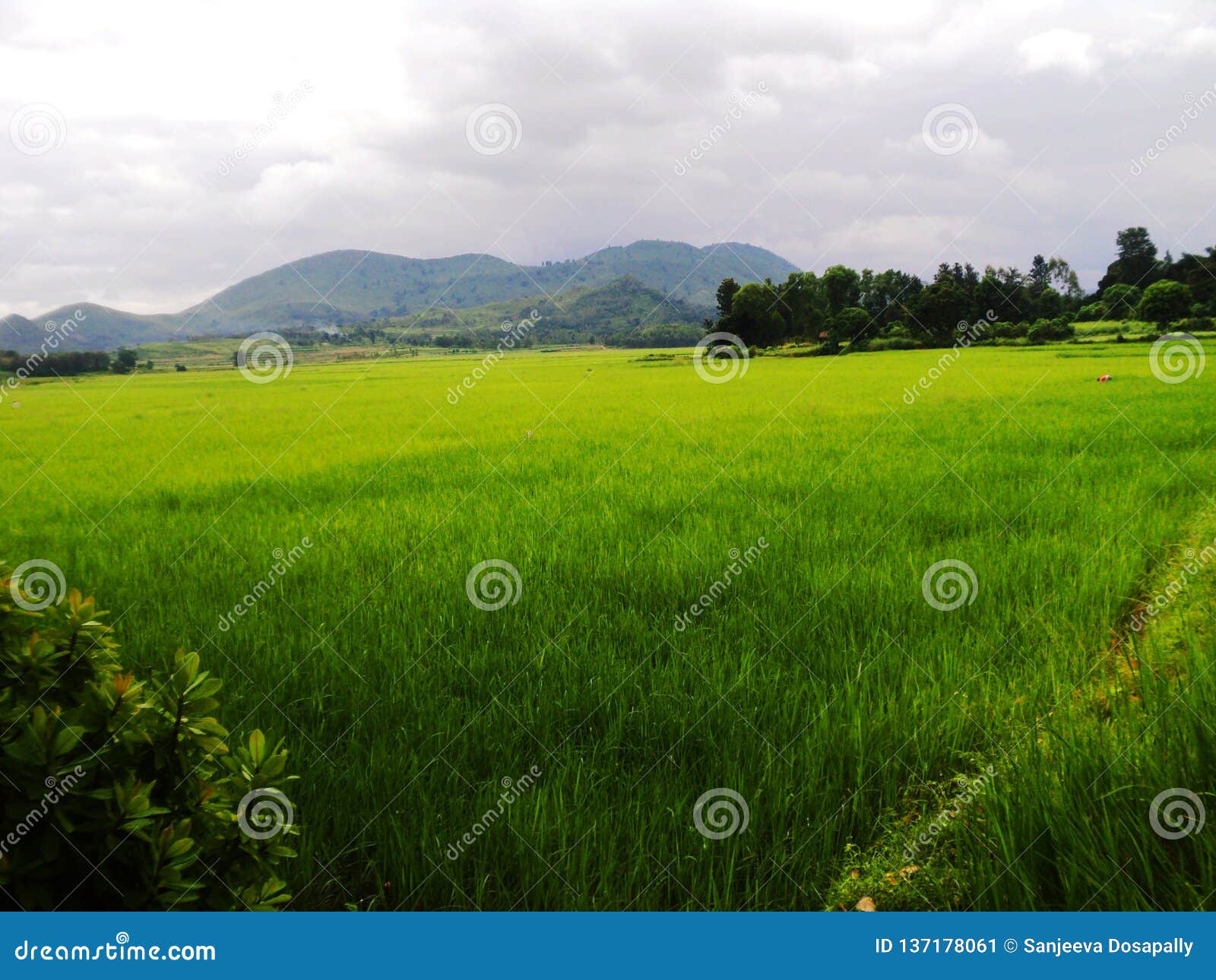 Nice Forest Landscape and Hills Greenery Stock Image - Image of forest ...