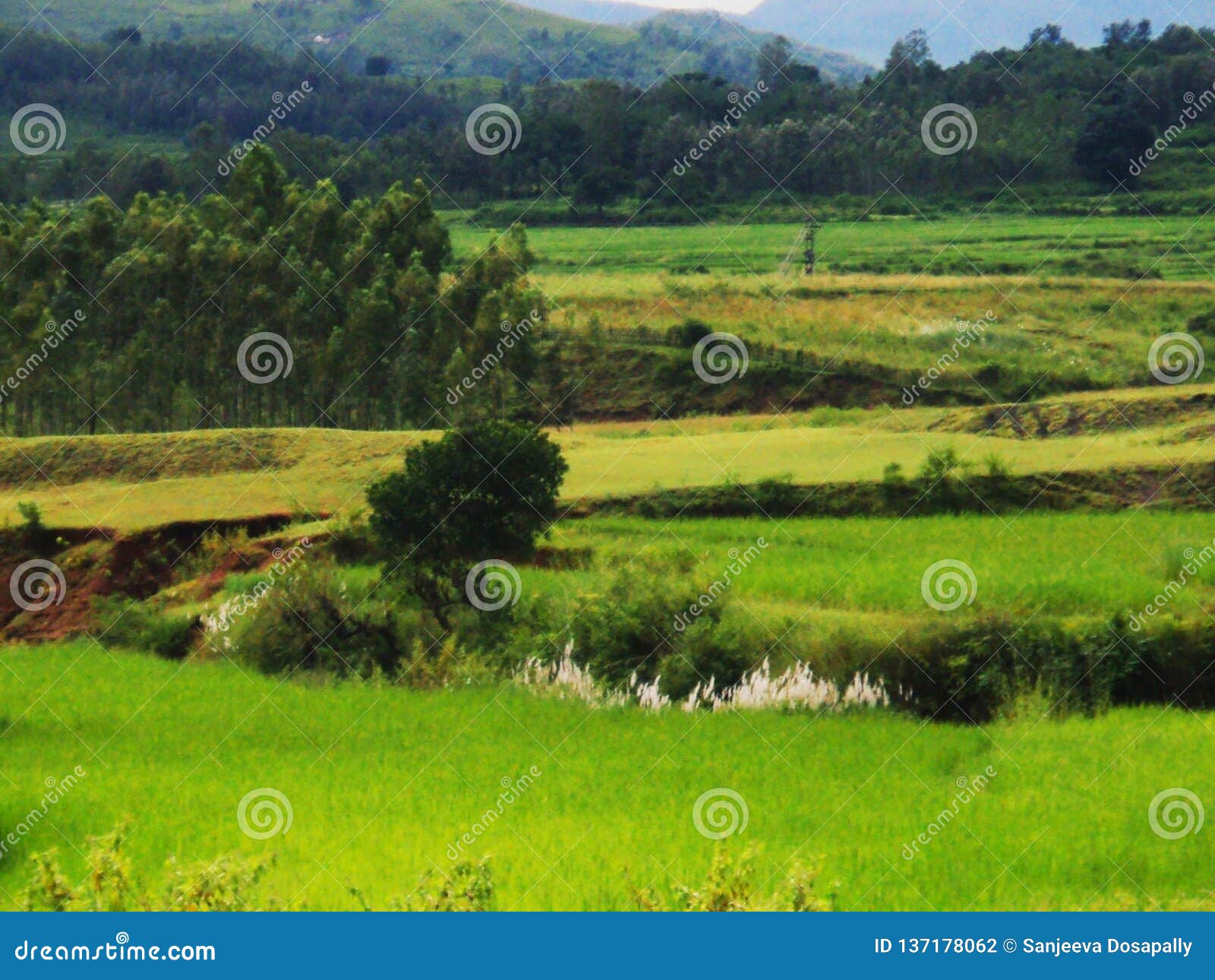 Nice Forest Landscape and Hills Greenery Stock Photo - Image of ...
