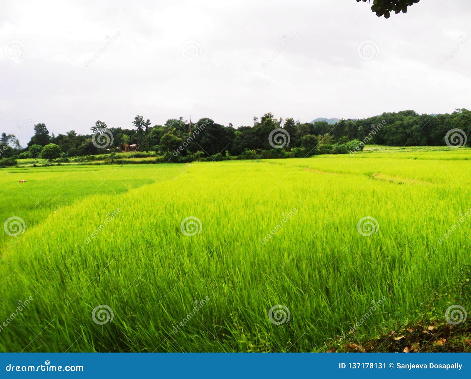 Nice Forest Landscape and Hills Greenery Stock Image - Image of forest ...