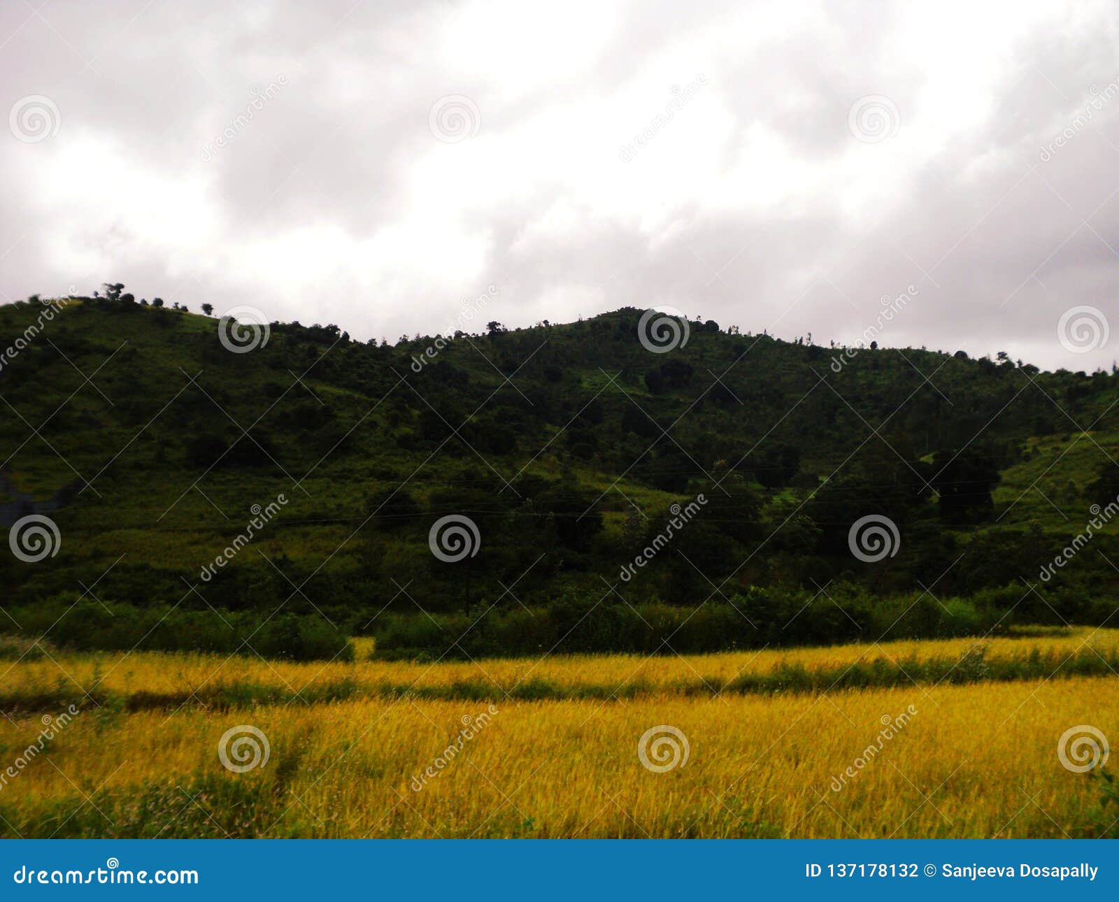 Nice Forest Landscape and Hills Greenery Stock Photo - Image of ...