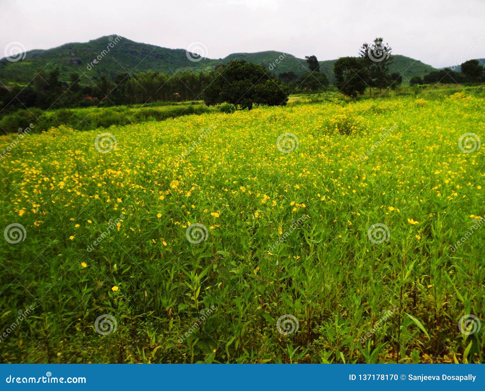 Nice Forest Landscape and Hills Greenery Stock Photo - Image of ...