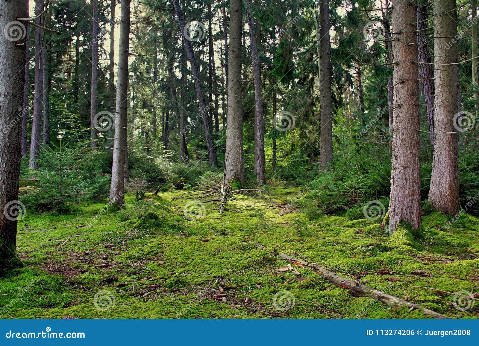 Nice Forest Landscape And Hills Greenery Royalty-Free Stock Photo ...
