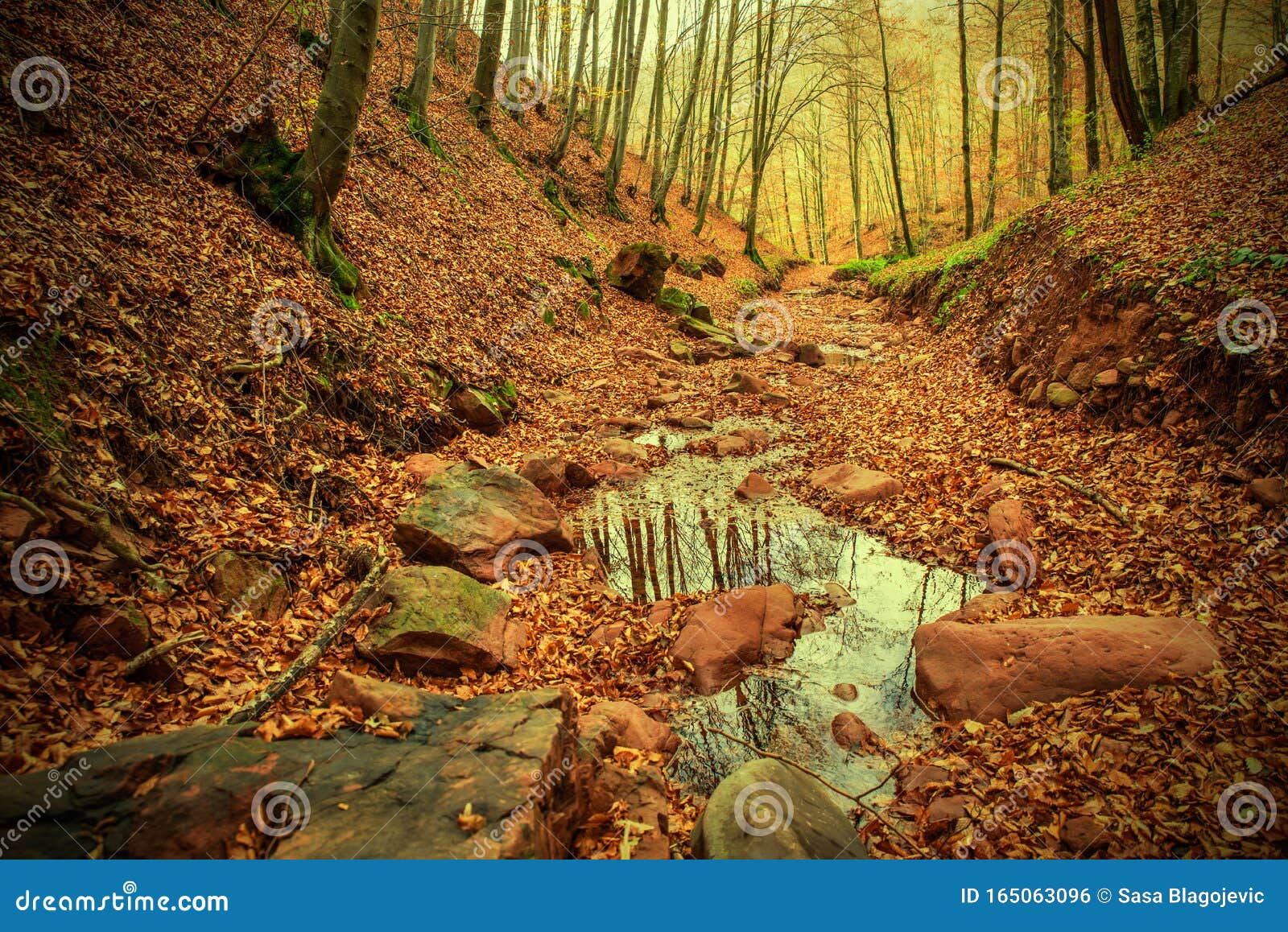Nice forest scene stock photo. Image of park, seasonal - 165063096