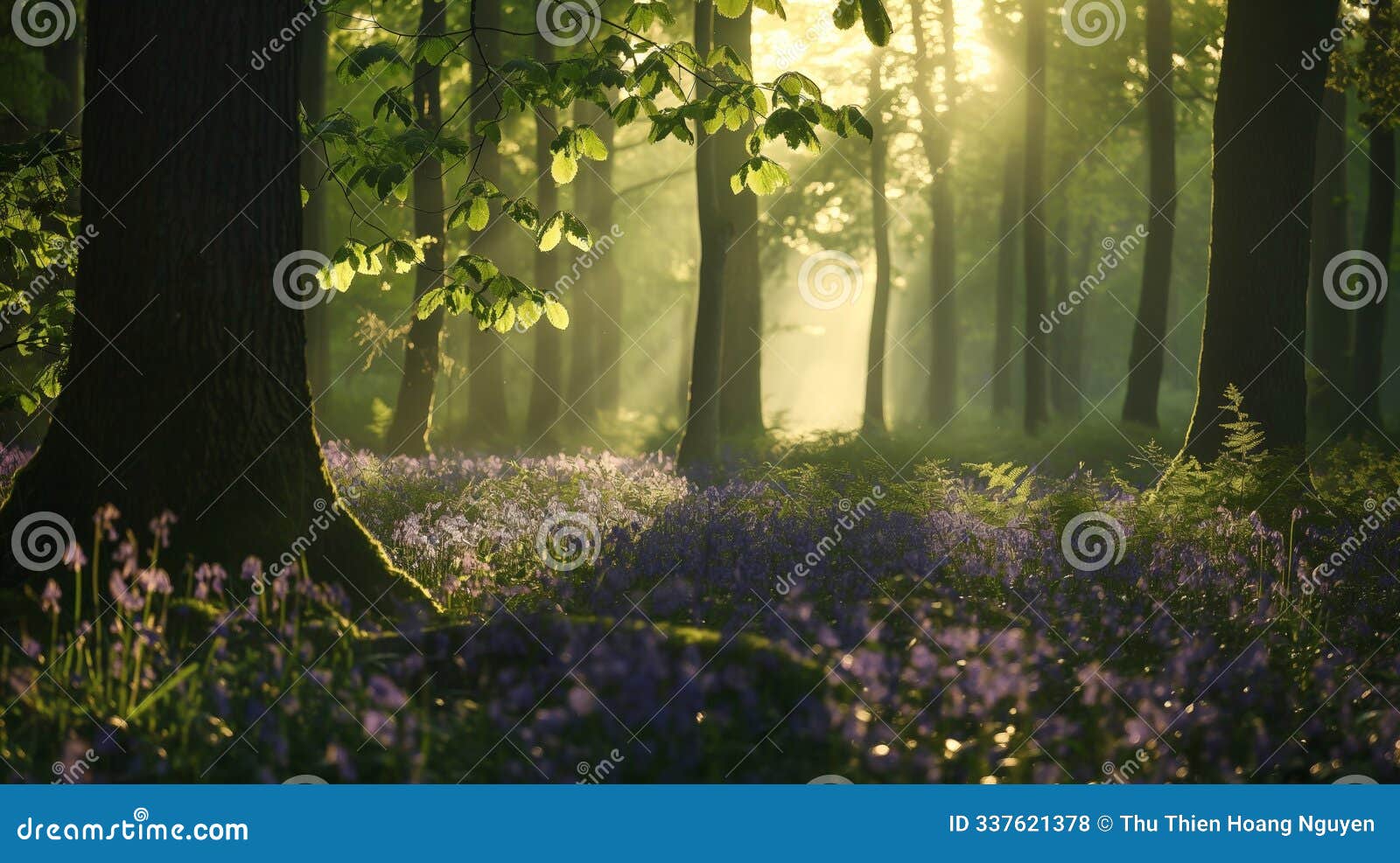Nice Forest View with Green Tree and Sun Beam Stock Photo - Image of ...