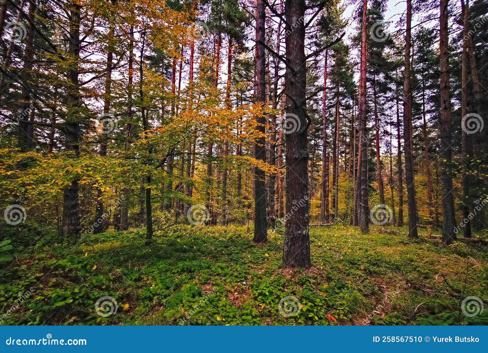 Nice Forest Landscape And Hills Greenery Stock Photo | CartoonDealer ...