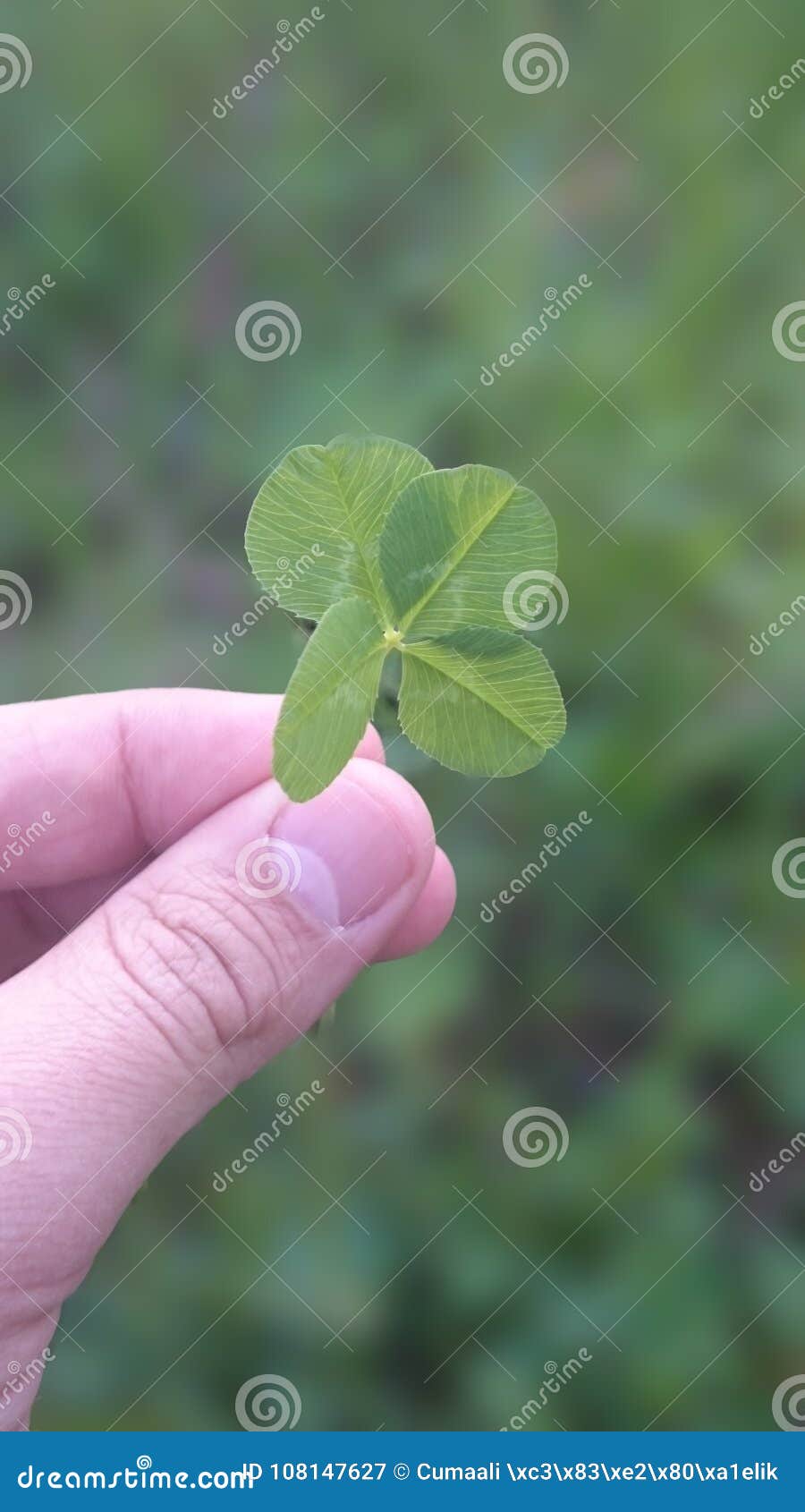 Beautiful four-leaf clover stock image. Image of thought - 108147627