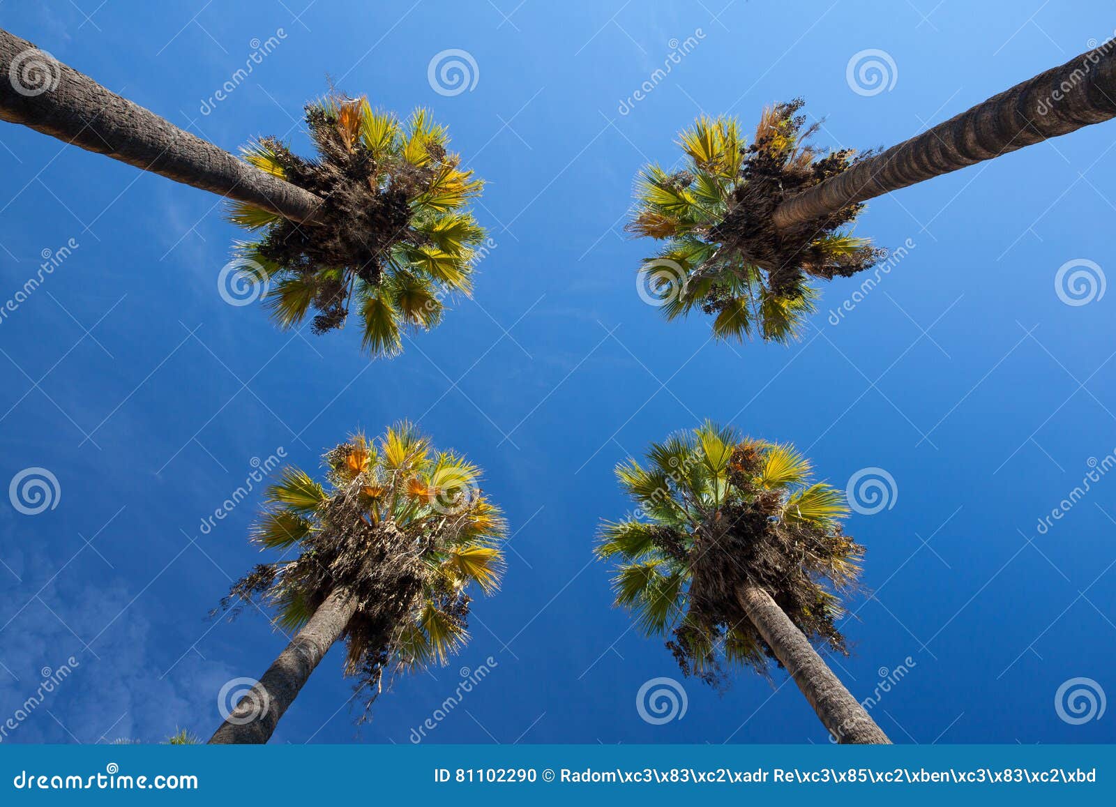 Nice Four Palm Trees in the Blue Sky. Stock Photo - Image of group ...