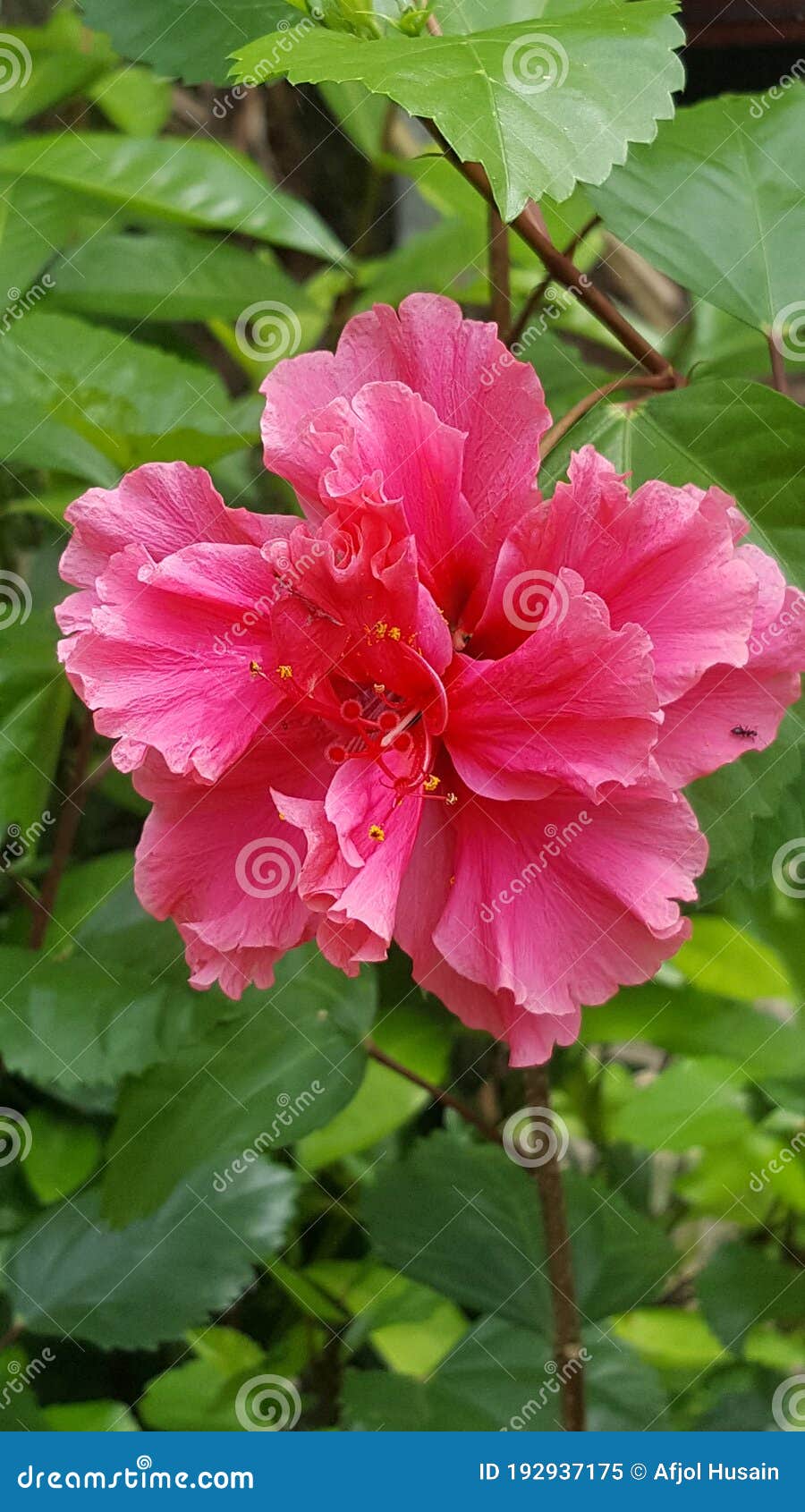 Fower Pic Stock Photos - Free & Royalty-Free Stock Photos from Dreamstime