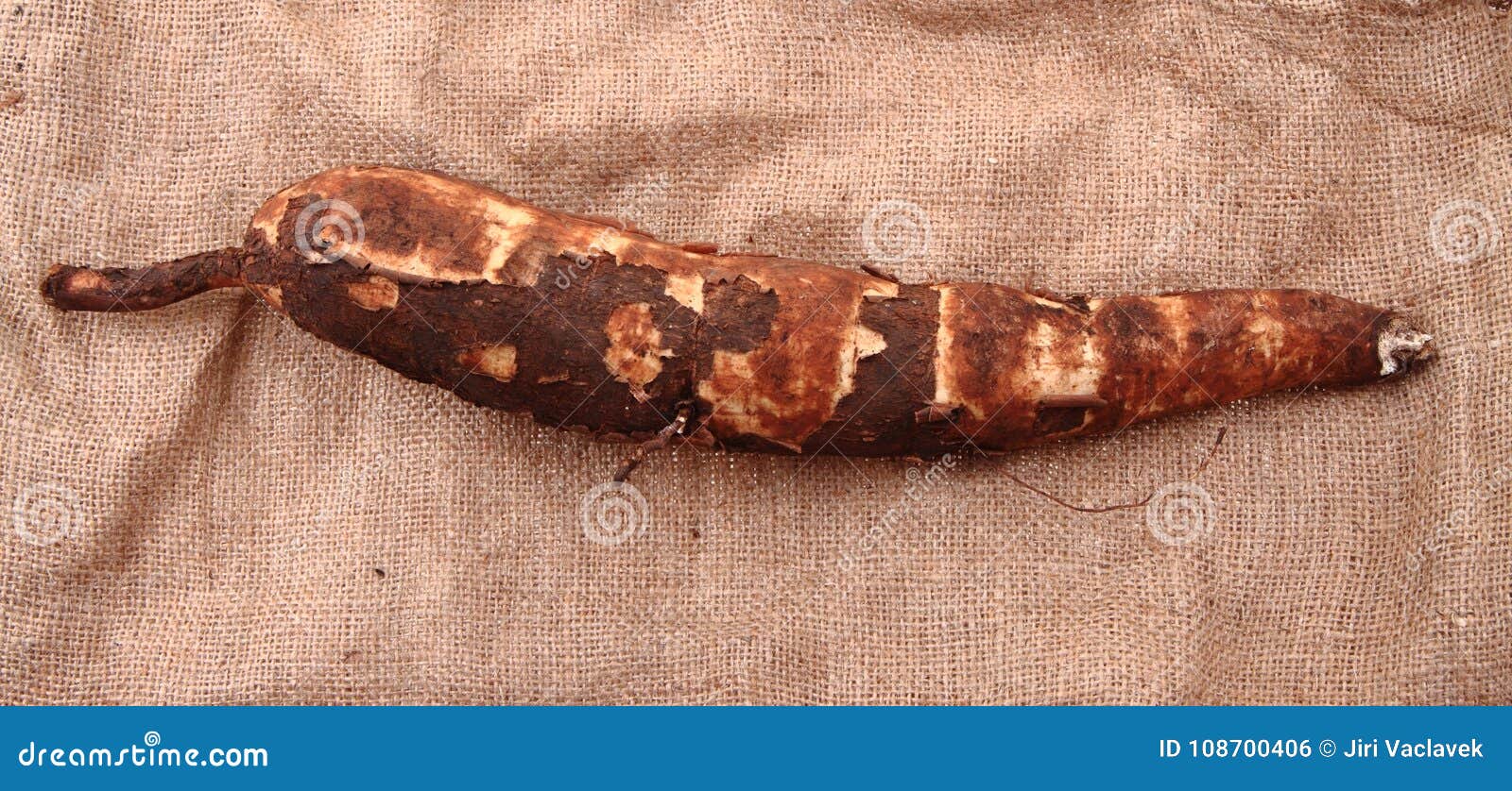 Fresh manioc root stock photo. Image of tropical, botany - 108700406