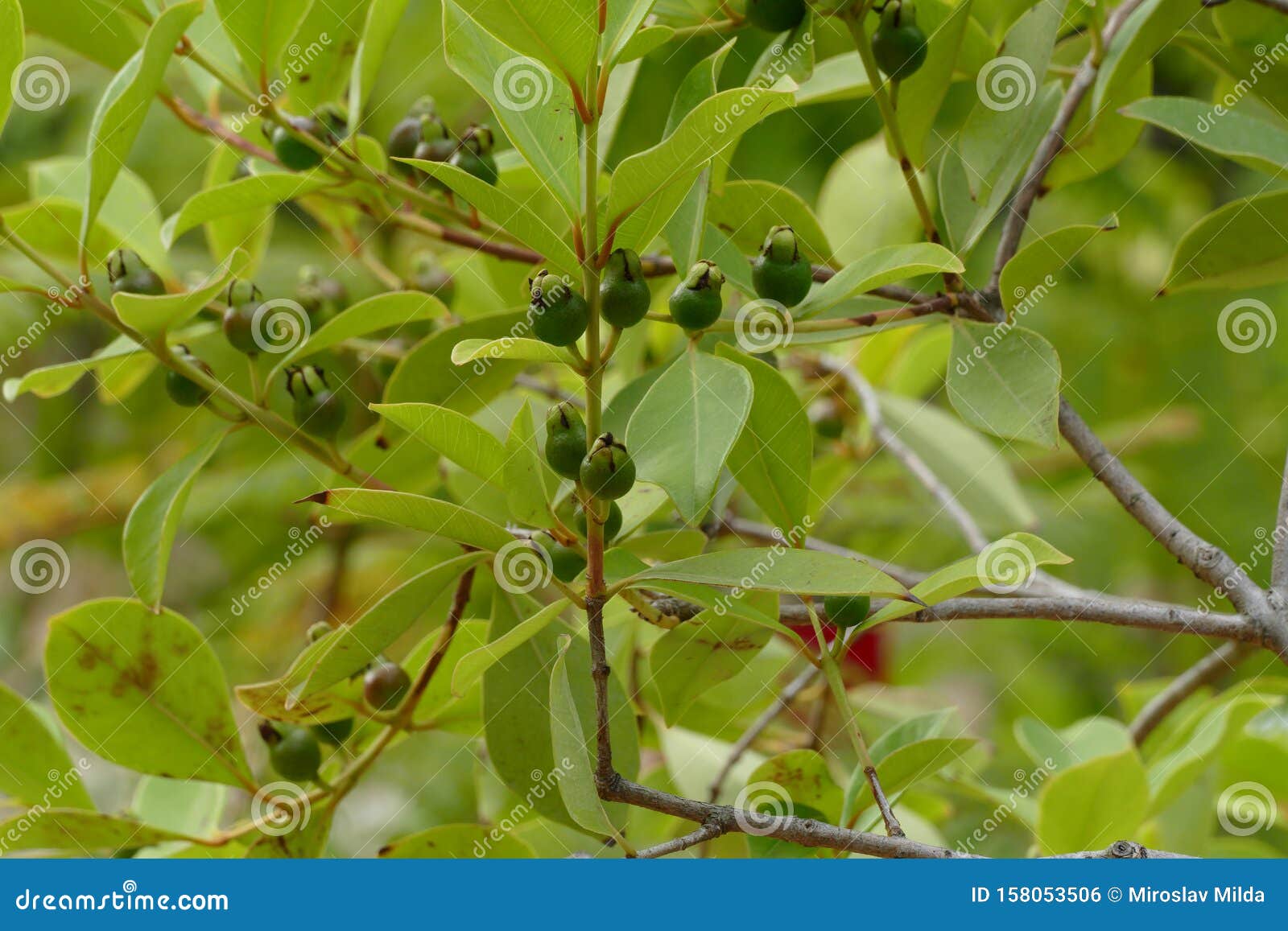 Myrtaceae Stock Photos - Download 1,683 Royalty Free Photos
