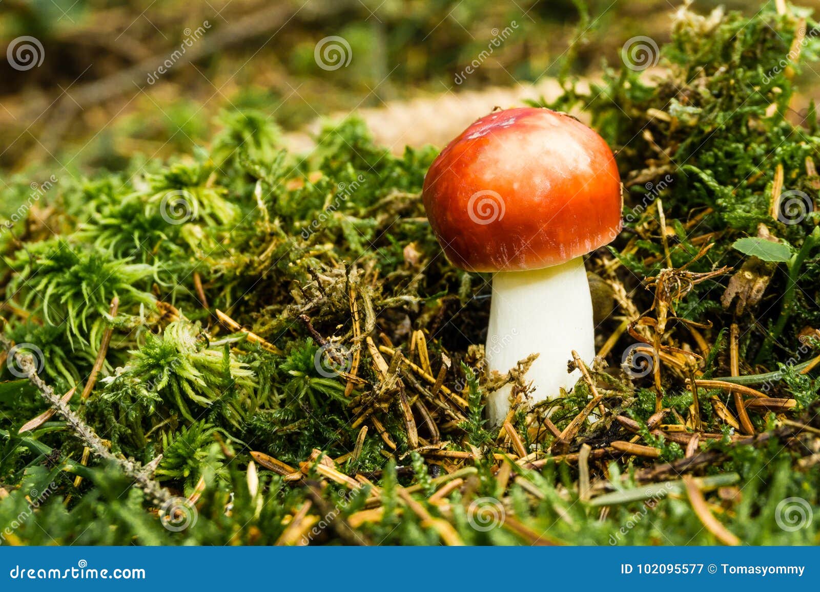 Nice Fresh Russula Grows from Moss with Bright Red Cap Stock Image ...