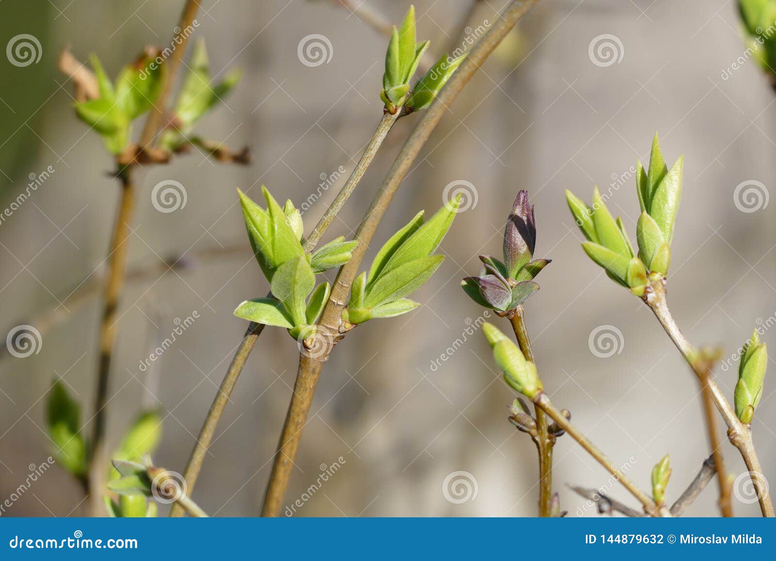 Nice fresh spring buds stock photo. Image of branch - 144879632